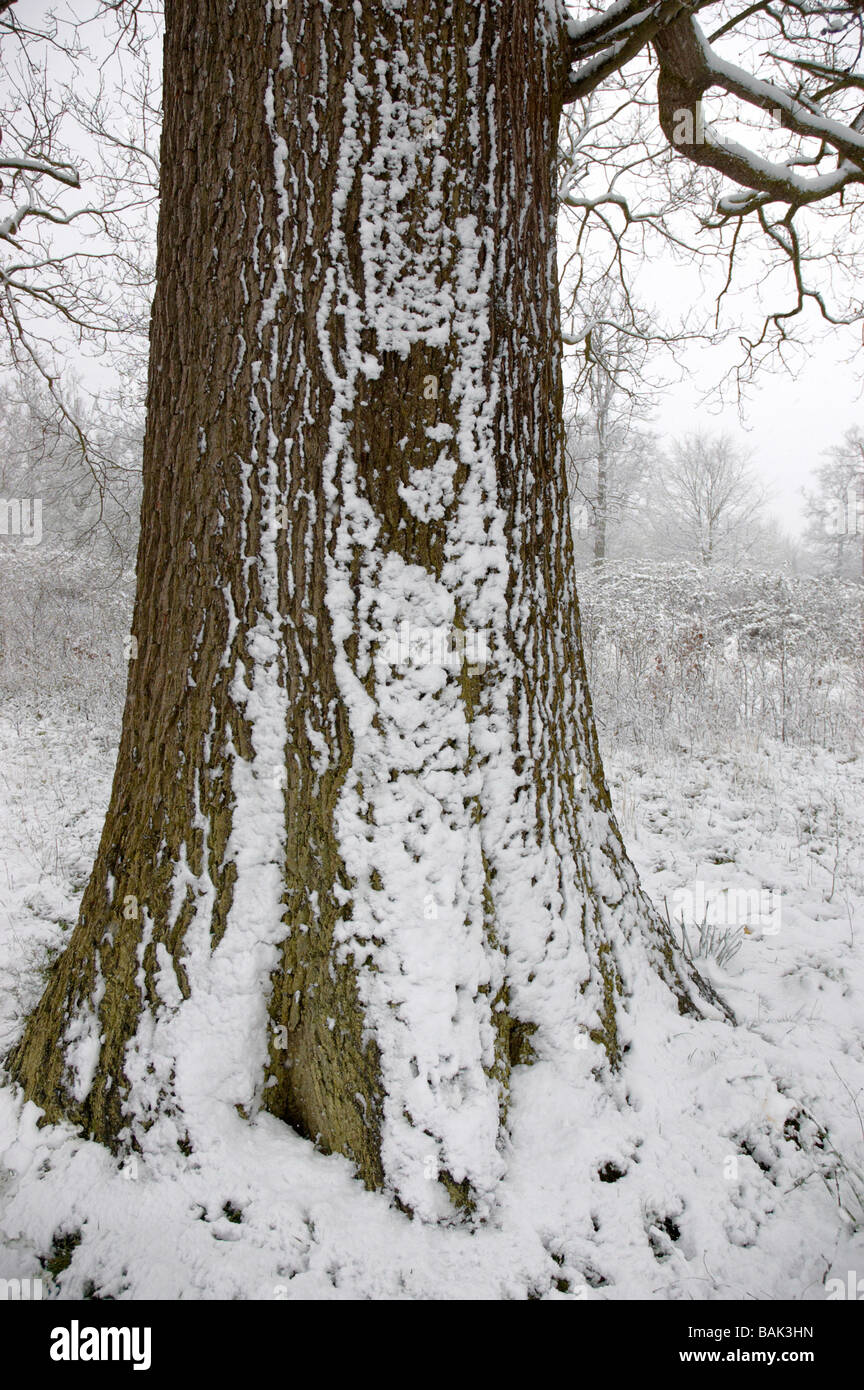 Snow on the trunk of an Oak tree Stock Photo - Alamy