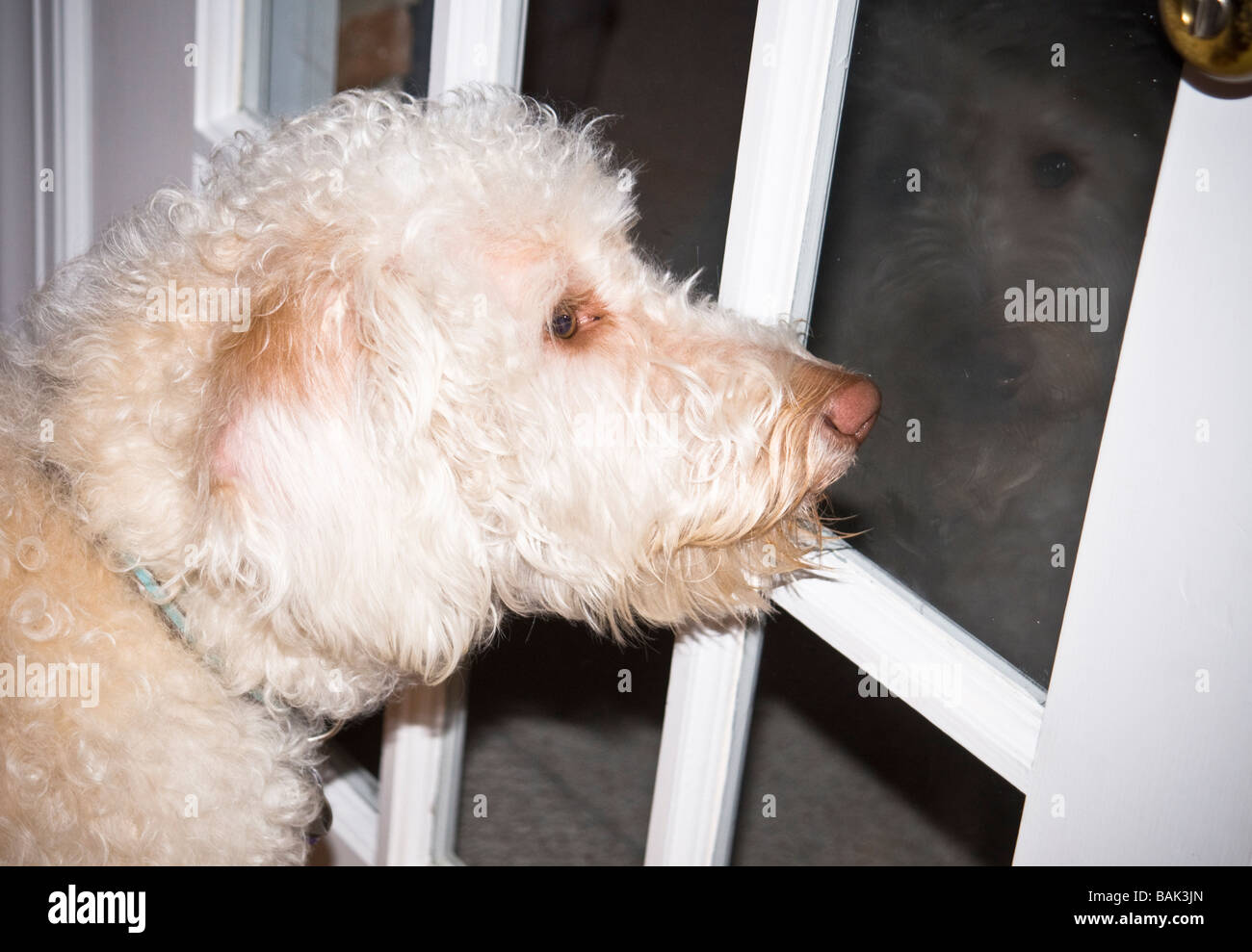 Dog stares out window Stock Photo - Alamy