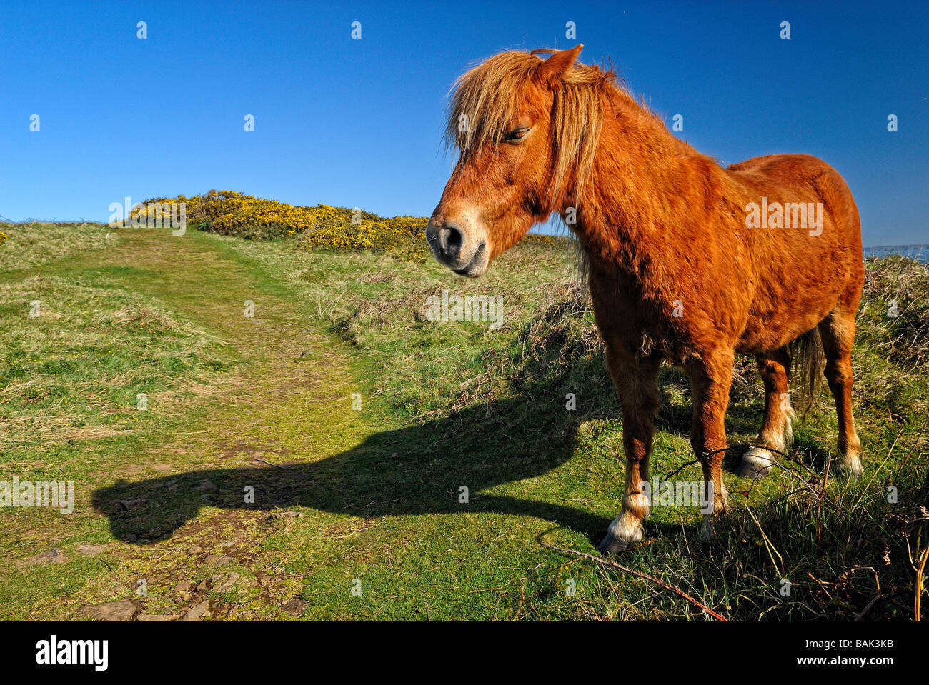 Blue peter animals hi-res stock photography and images - Alamy