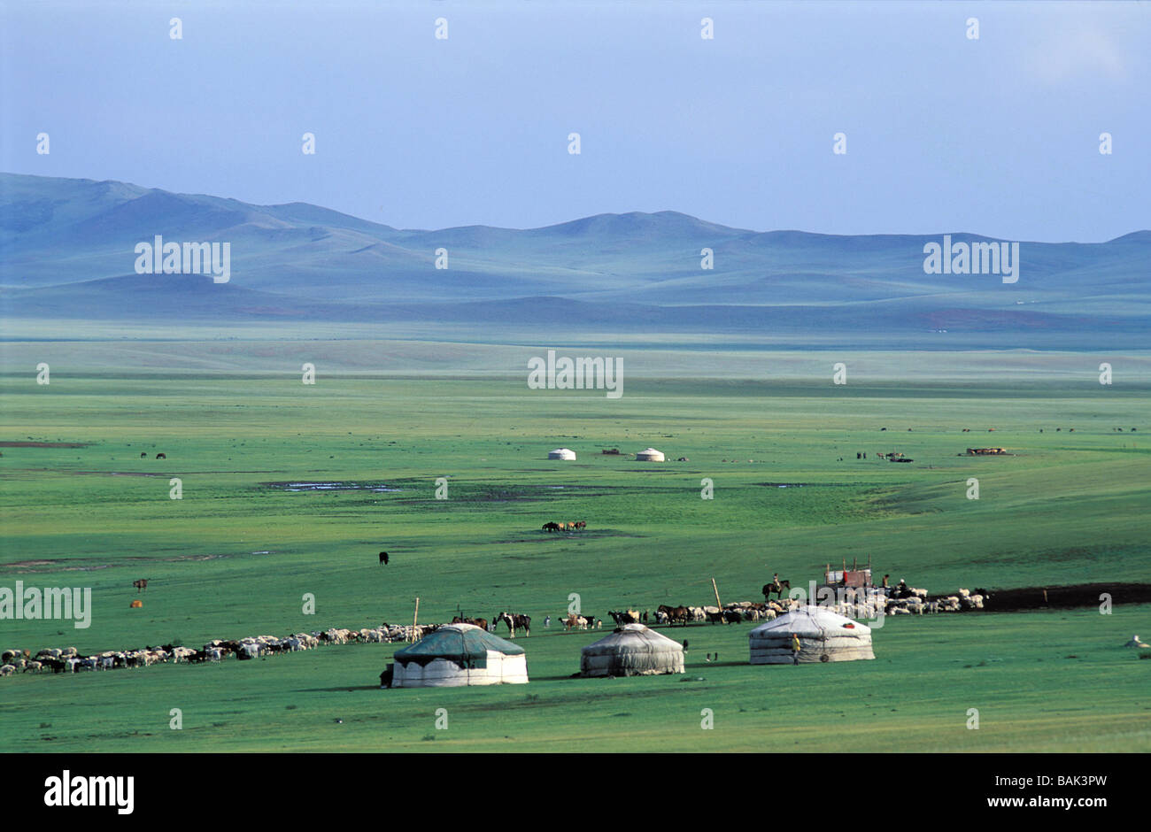 Mongolia, Övörkhangai province, nomadic camp in the valley of the ...