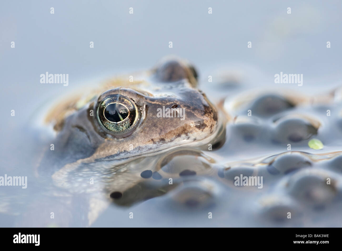 Common frog head close up with frog spawn Stock Photo - Alamy