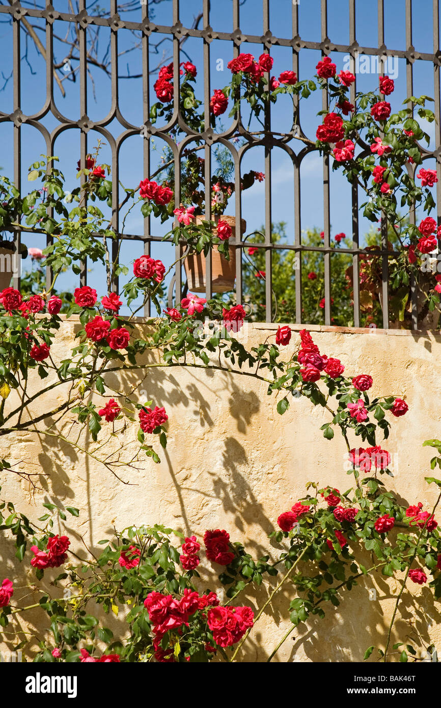 Roses in the Gardens of the Ducal Palace in the White Village of Bornos ...