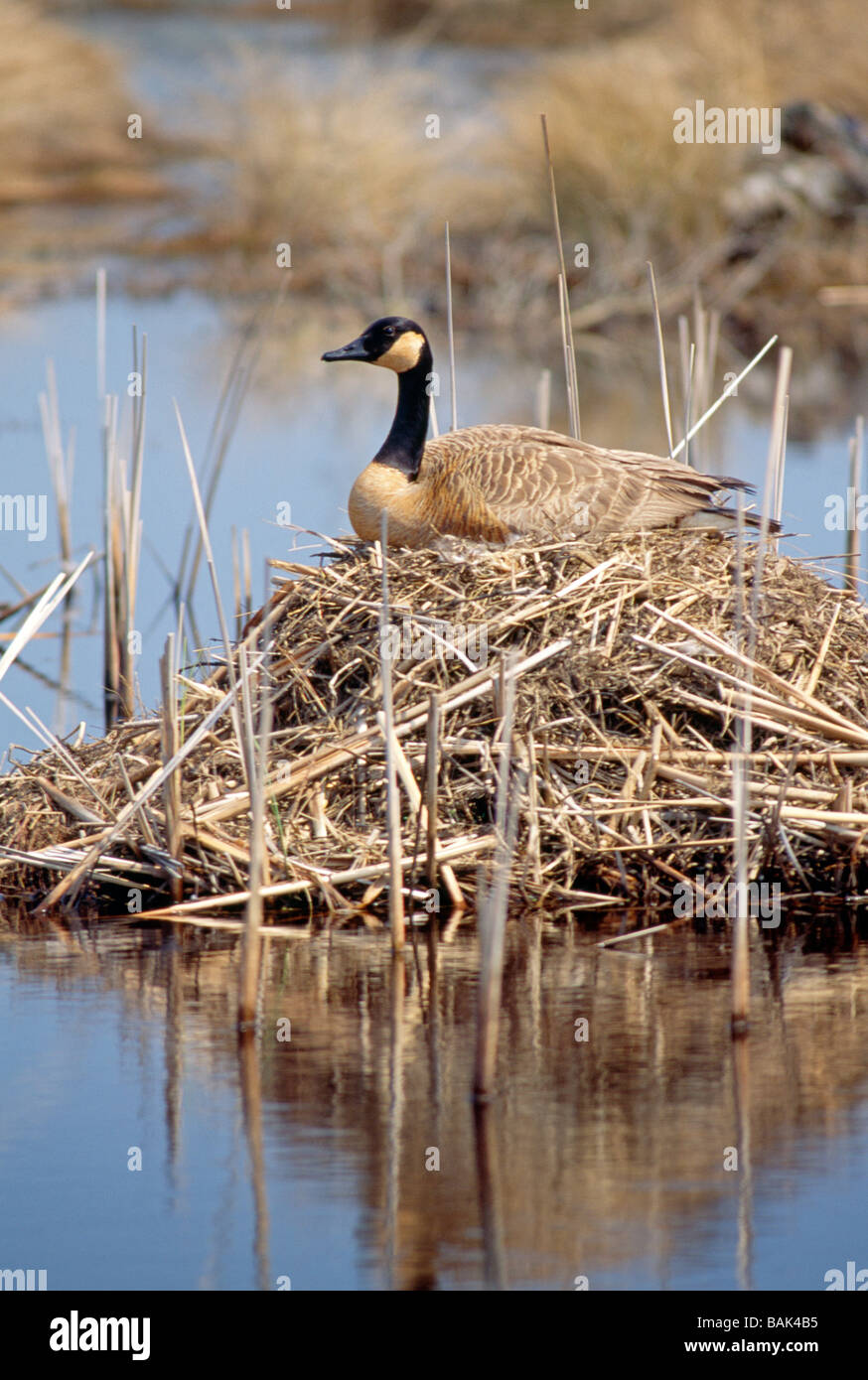 Canadian Goose nesting in Chincoteague National Wildlife Refuge ...