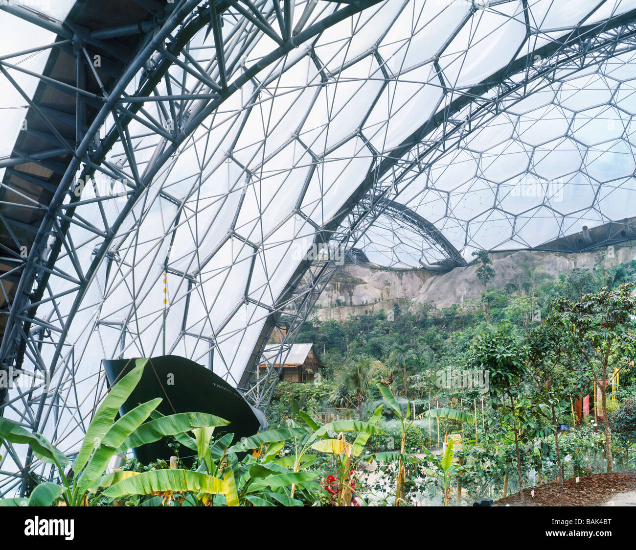 eden project landscape view interior of humid tropics biome with ...
