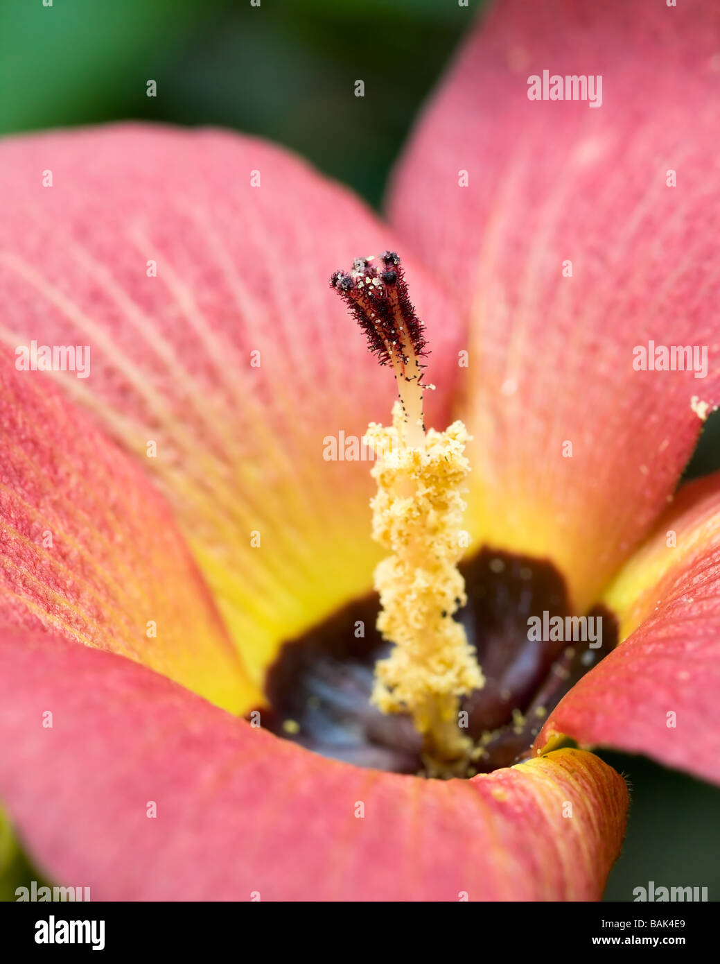 Hibiscus pollen grains hi-res stock photography and images - Alamy