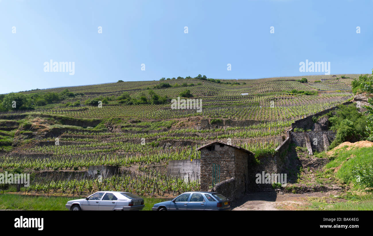 Vineyard condrieu rhone france hi-res stock photography and images - Alamy