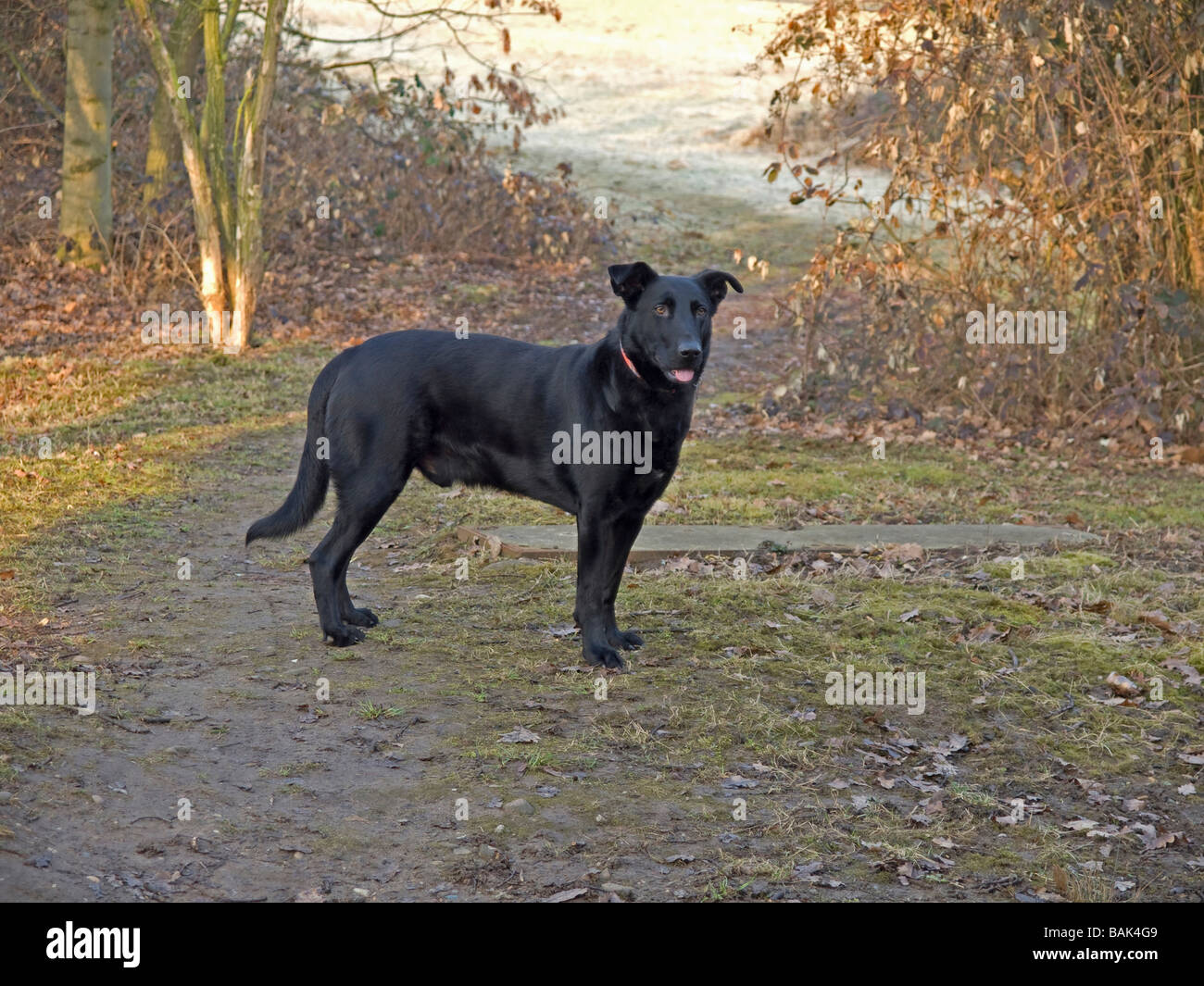 Black Labrador On A Walk High Resolution Stock Photography and Images ...
