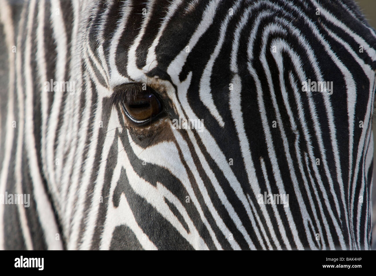 Zebra Eye High Resolution Stock Photography and Images - Alamy