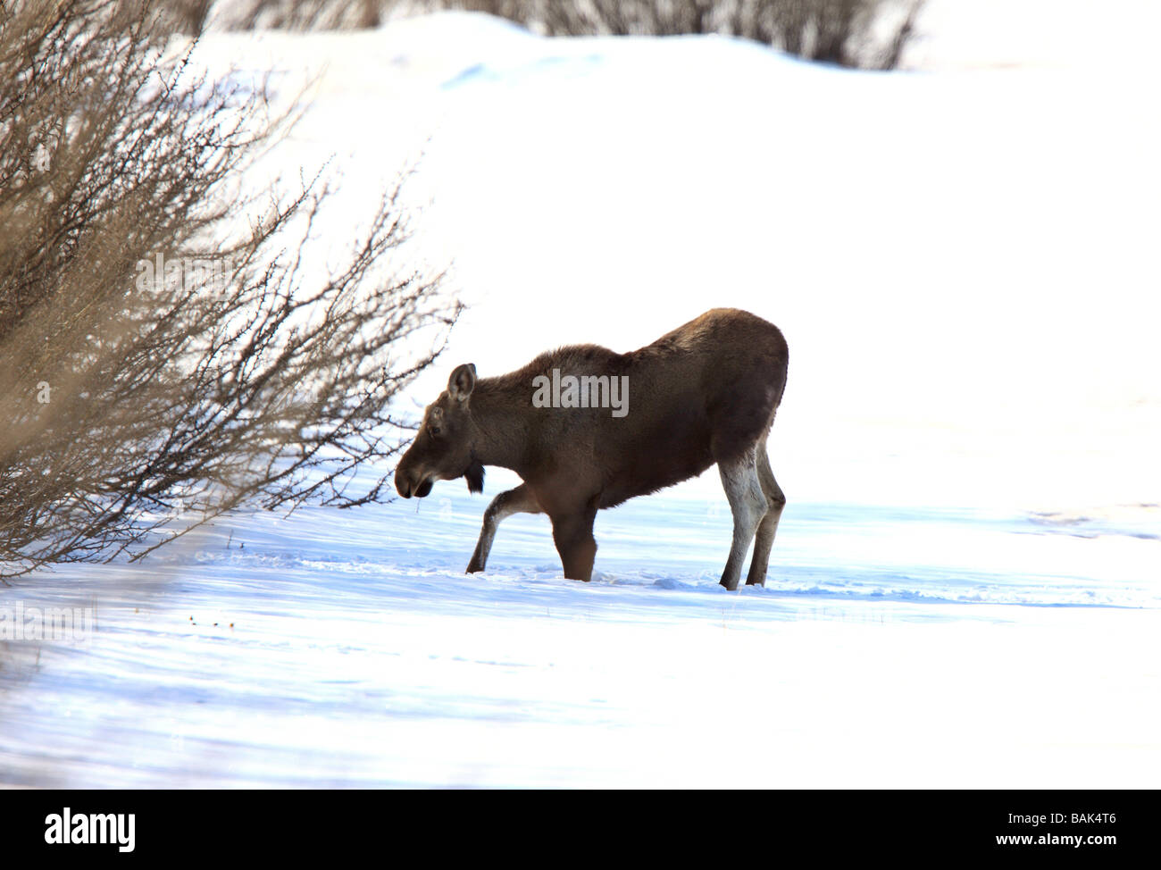 Moose in Winter Canada Stock Photo - Alamy