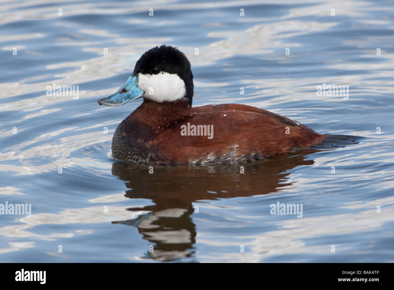 Male Ruddy Duck Stock Photo - Alamy