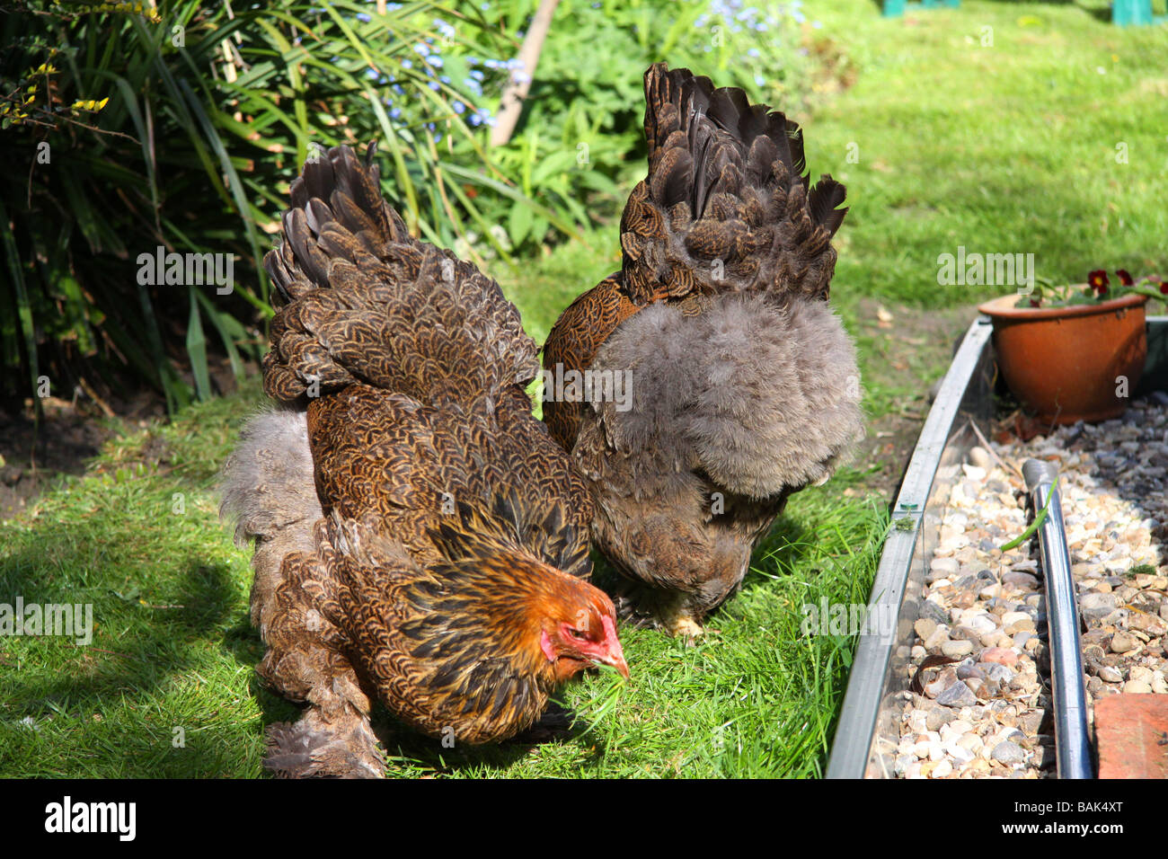 Brahma hen hi-res stock photography and images - Alamy