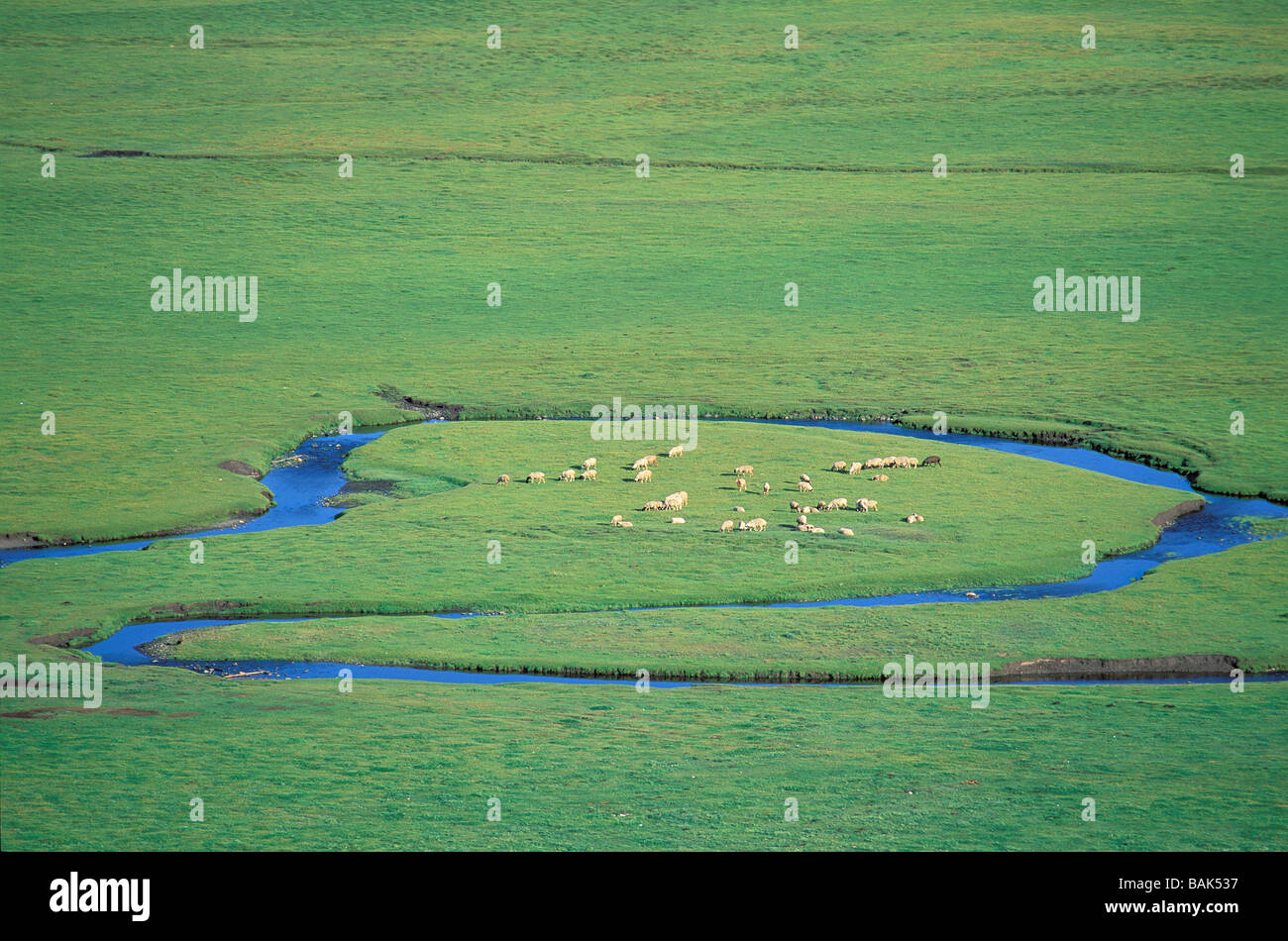Mongolia, Arkhangai Province, Snake Valley, herd of sheep Stock Photo ...