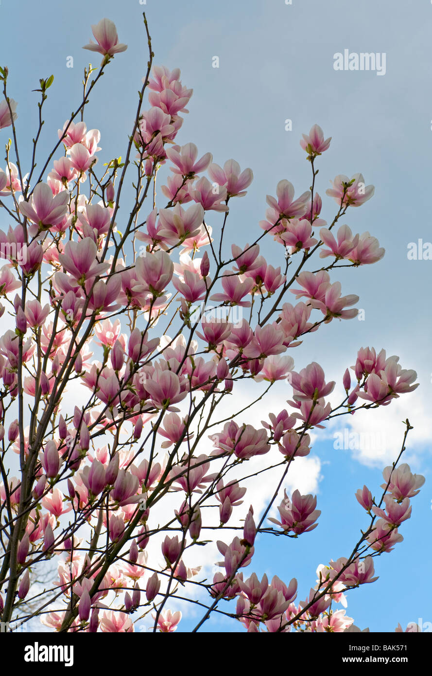 Blossoming twig of magnolia-tree on cloudy sky background Stock Photo ...