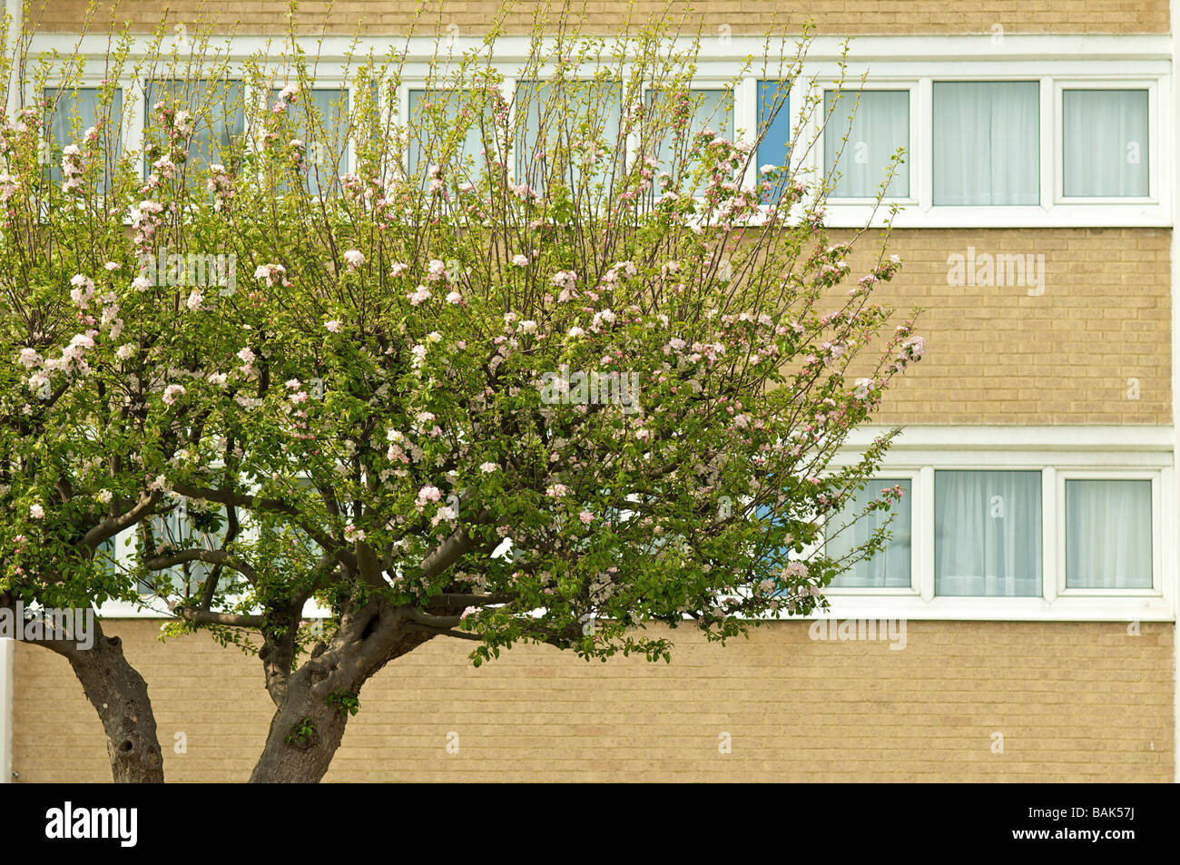 tree and windows Stock Photo - Alamy
