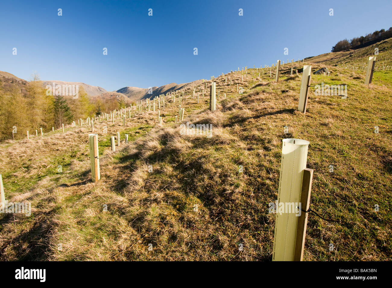 Uk native tree planting hi-res stock photography and images - Alamy