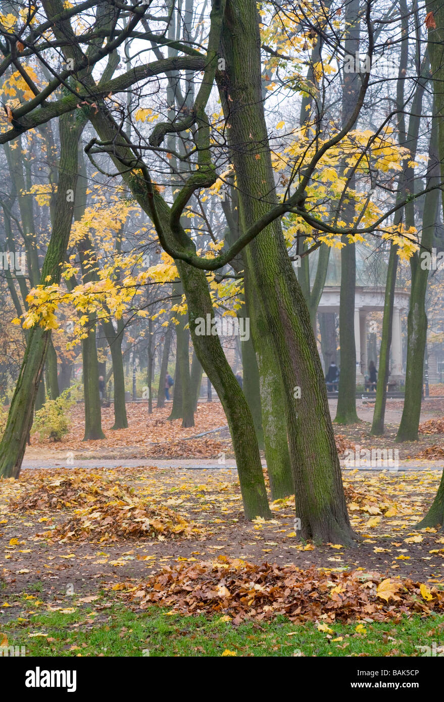 Maple tree green foliage hazy sky hi-res stock photography and images ...
