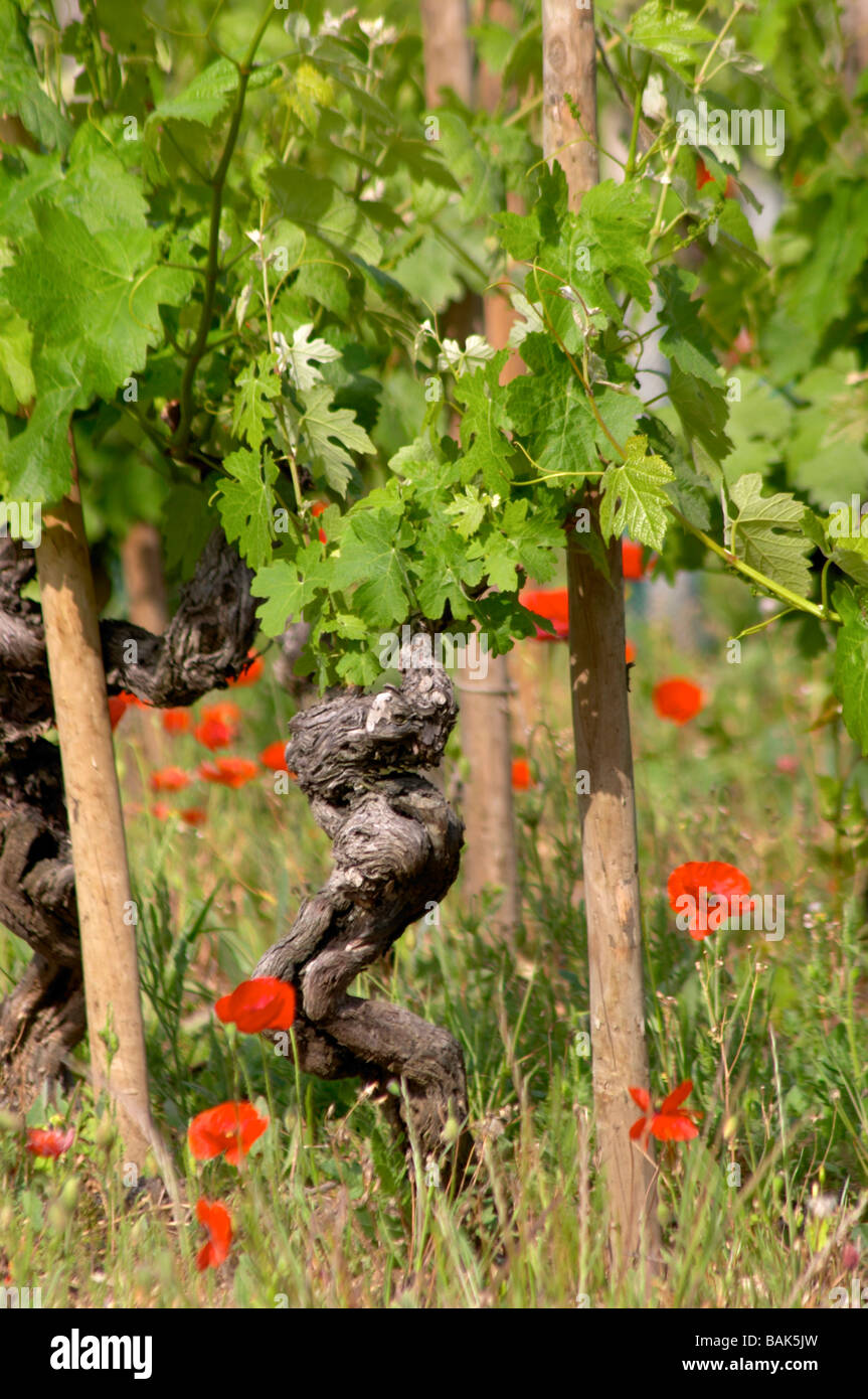 Poppy flower vine hi-res stock photography and images - Alamy