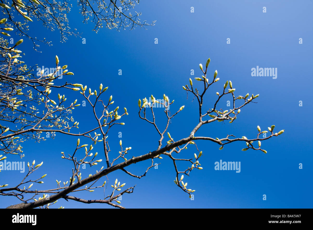 Sycamore Bud High Resolution Stock Photography and Images - Alamy