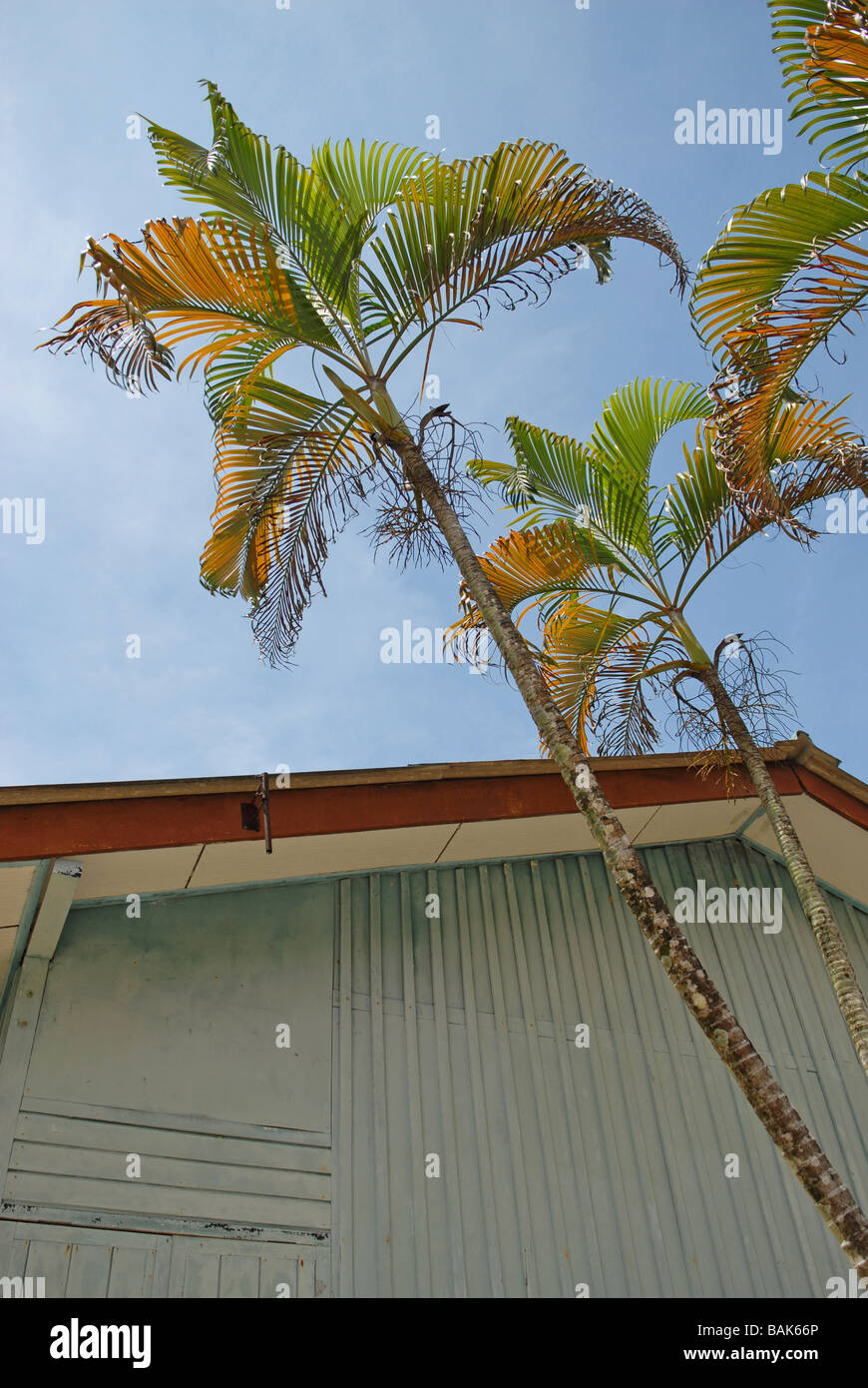 Palms with House Stock Photo - Alamy