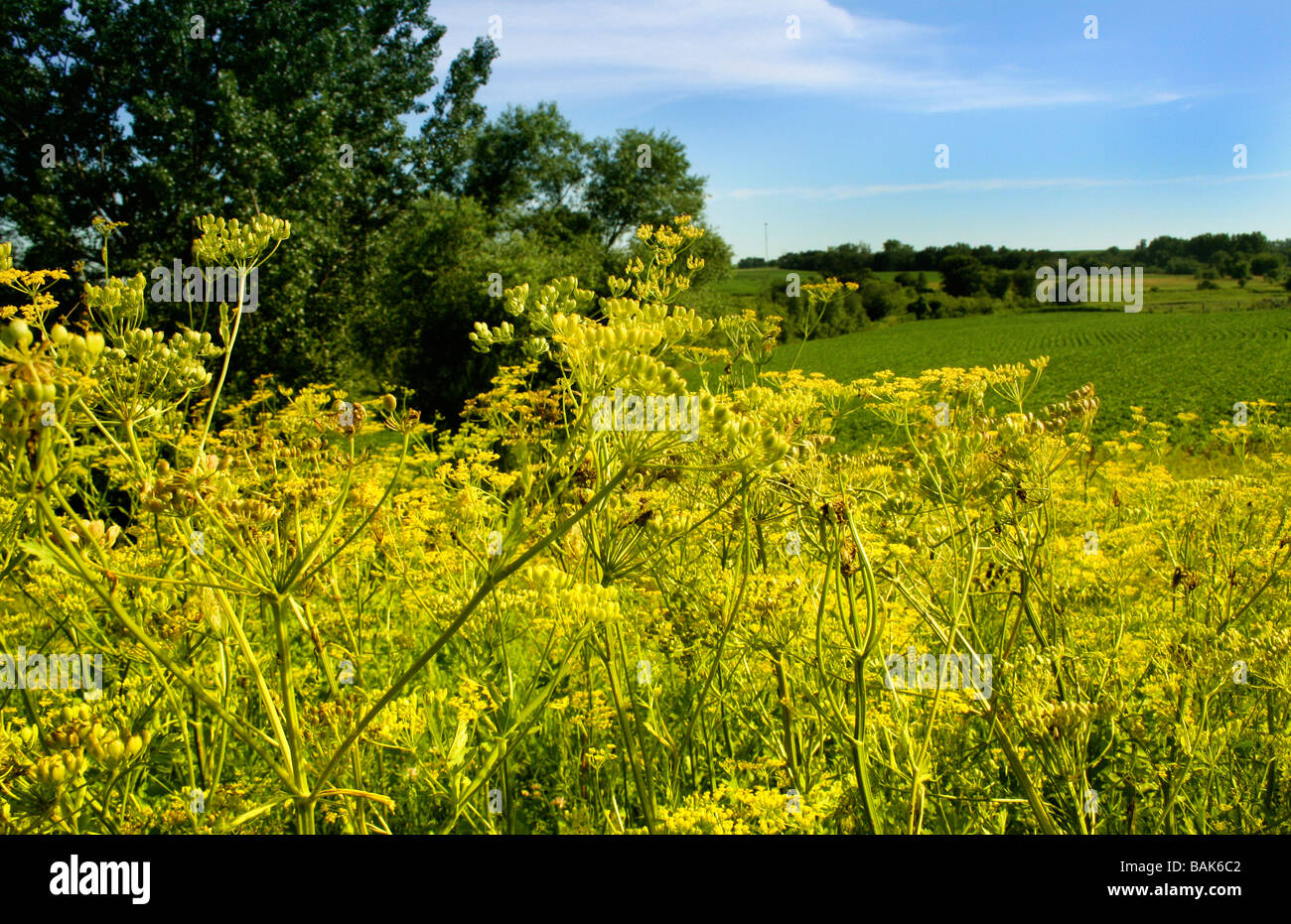 Yellow flowers in the ditch in the Minnesota summer Stock Photo - Alamy