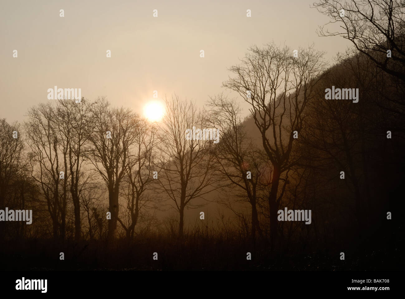 Misty sunrise in a Welsh woodland, Llanrhystud, Wales, UK Stock Photo ...