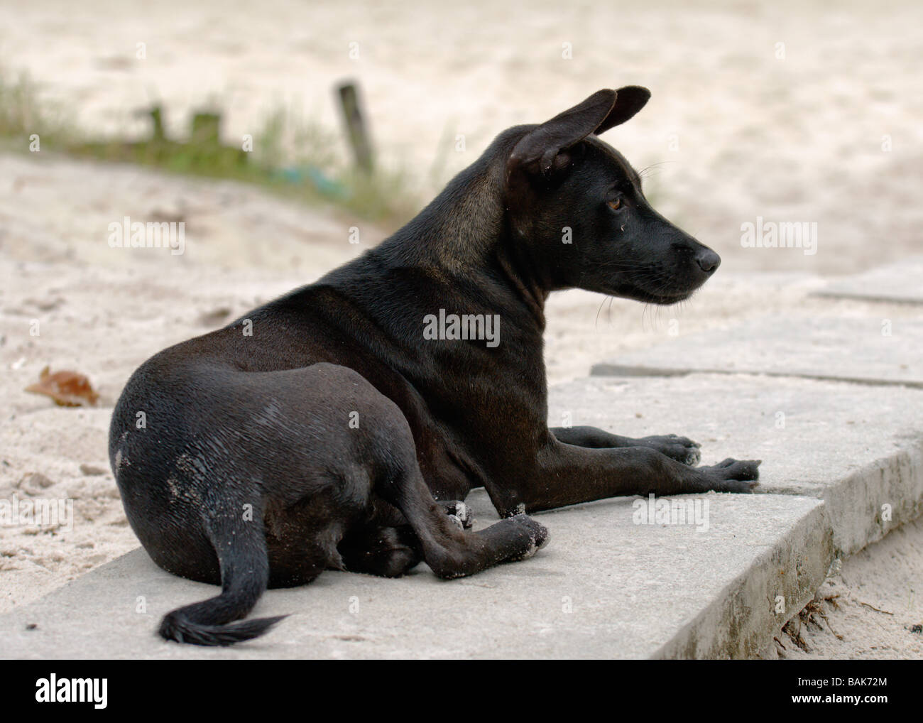 Phu Quoc ridgeback dog Stock Photo - Alamy