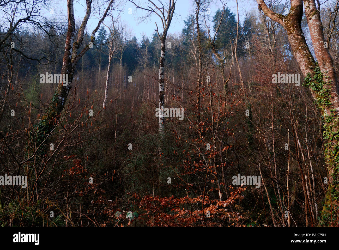 Natural Birch regeneration with conifer plantation in the background ...