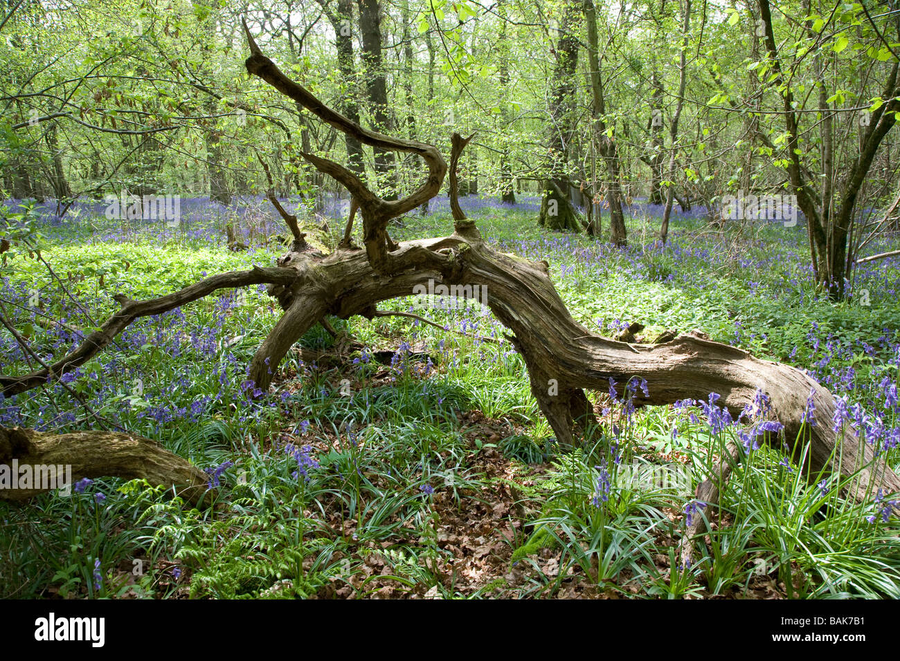 Fallen tree in a Bluebell wood, Spring 2009 Stock Photo - Alamy