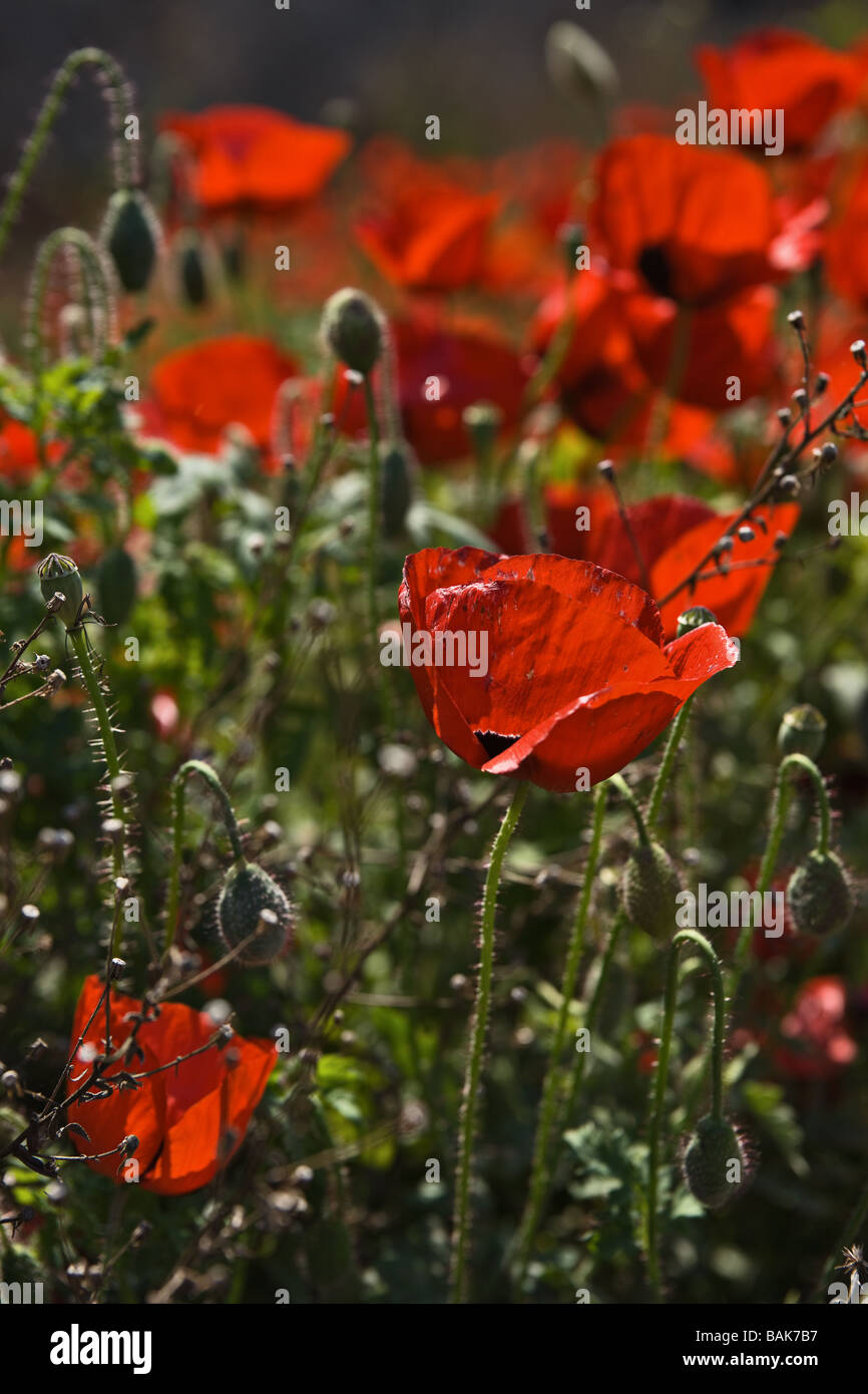 Poppy flowers field Stock Photo - Alamy