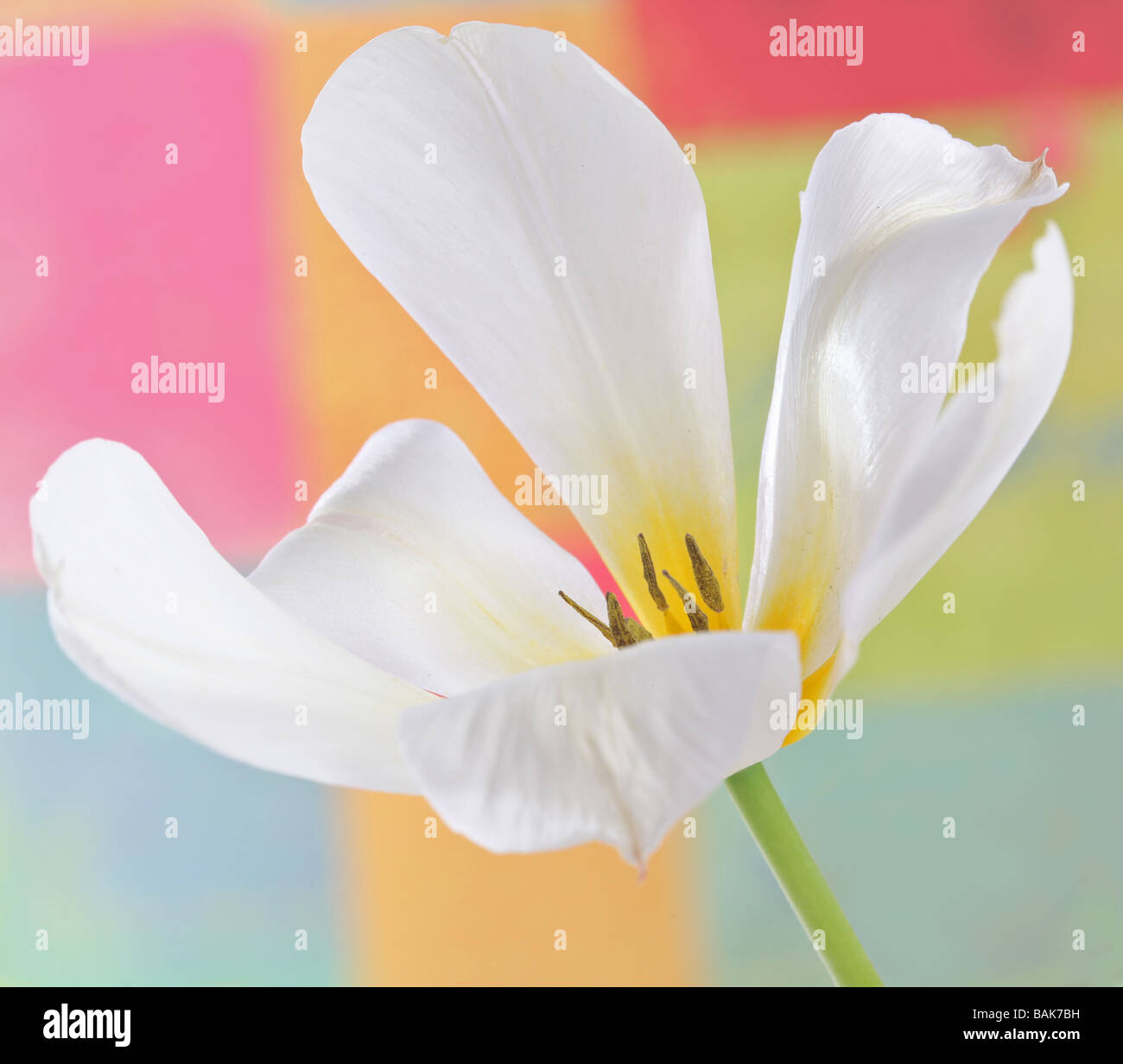 White tulip tulpa flower head Stock Photo - Alamy