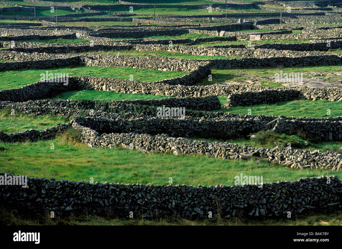 Ireland, County Galway, Galway Bay, Aran Islands, Inishmore, stone ...