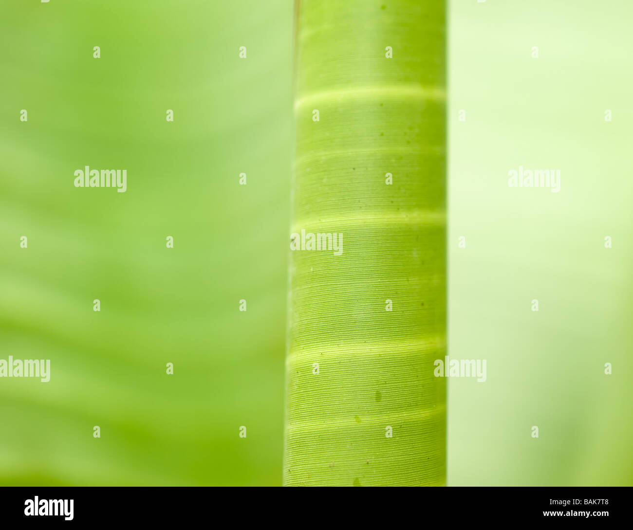 Vertical Leaf Roll Stock Photo - Alamy