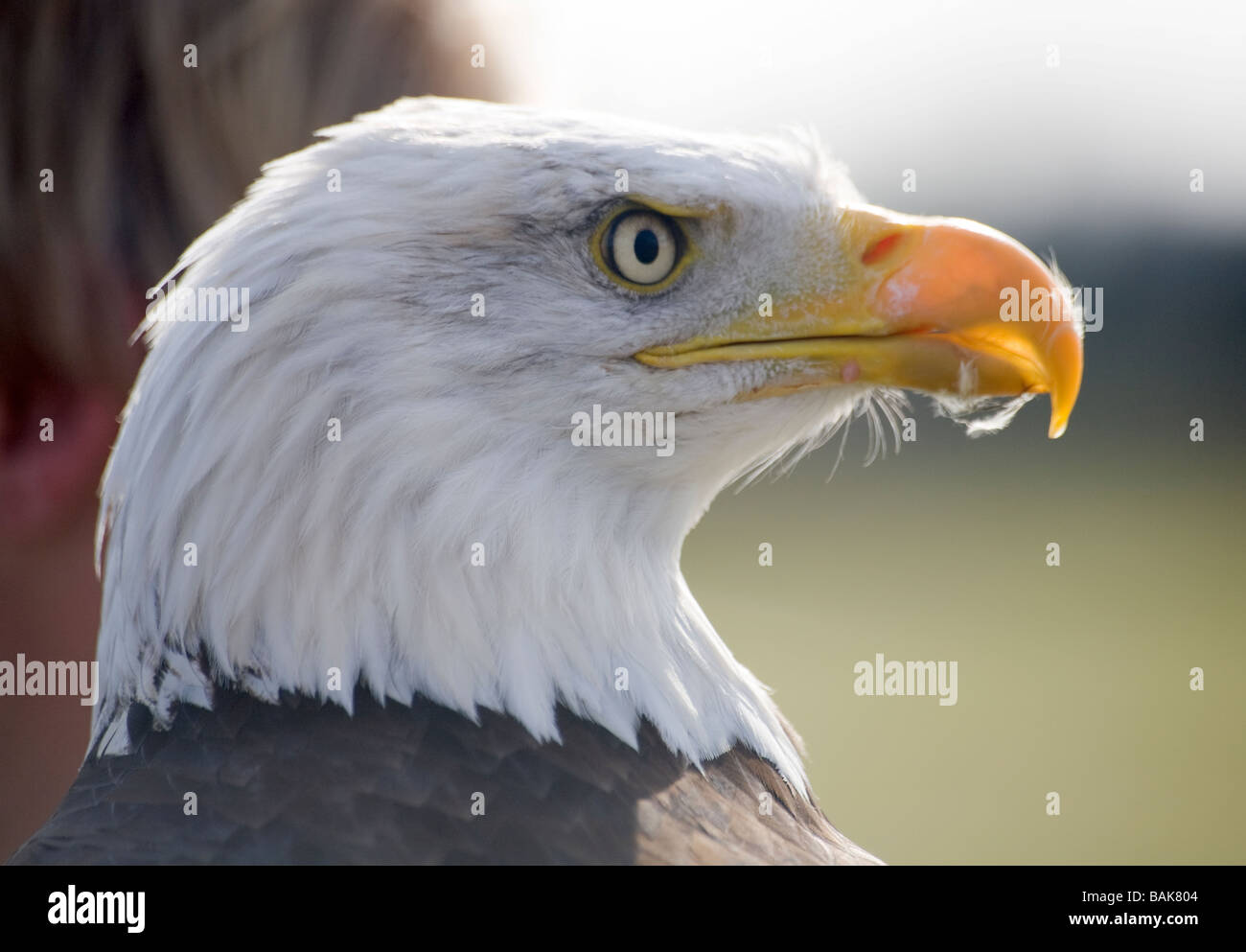 Close up eagle sharp eye hi-res stock photography and images - Alamy