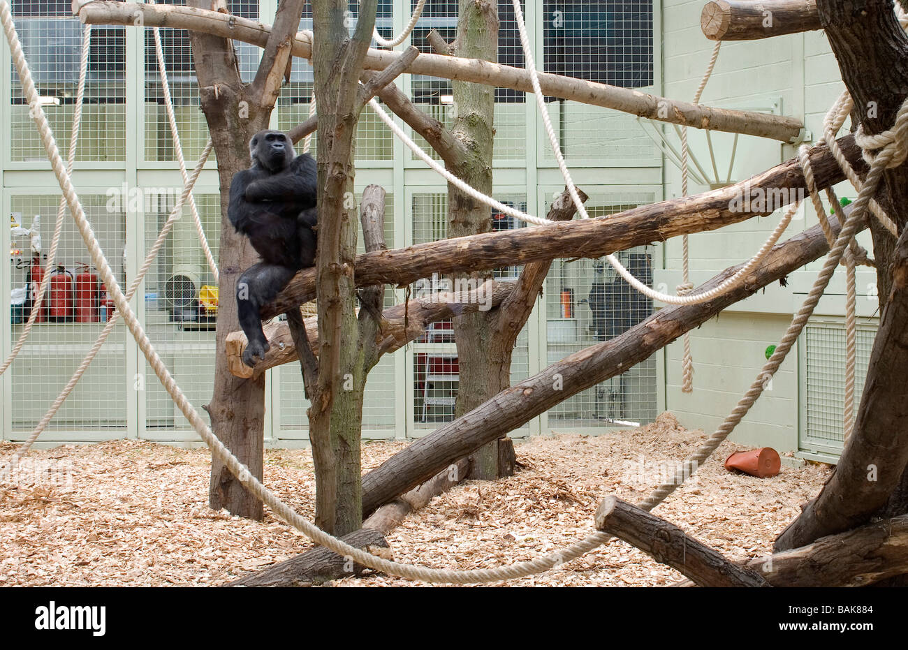gorilla kingdom gorilla relaxing in a tree Stock Photo - Alamy