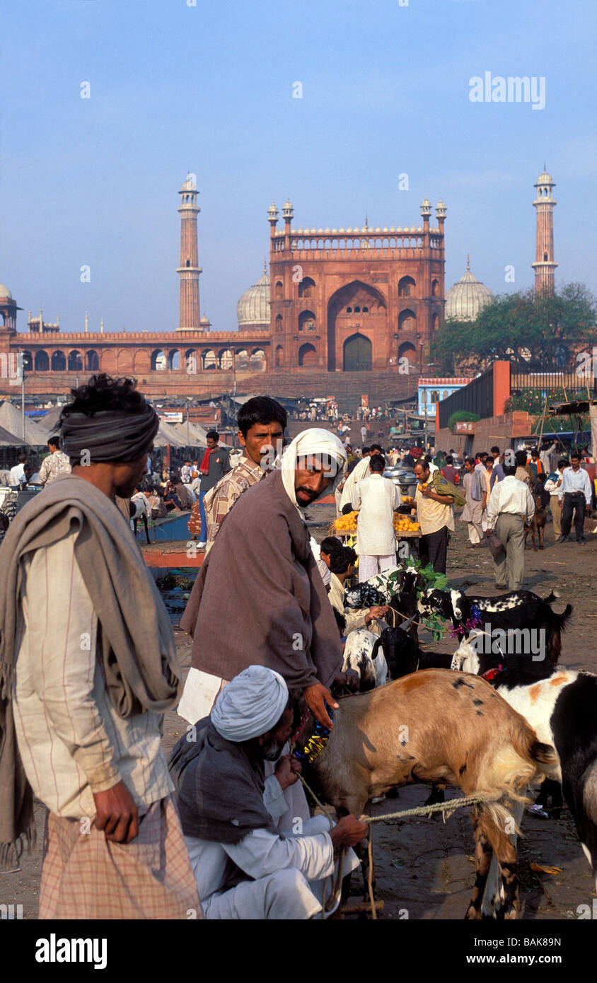 India, Old Delhi, the festival of sacrifice, goat market in front of ...