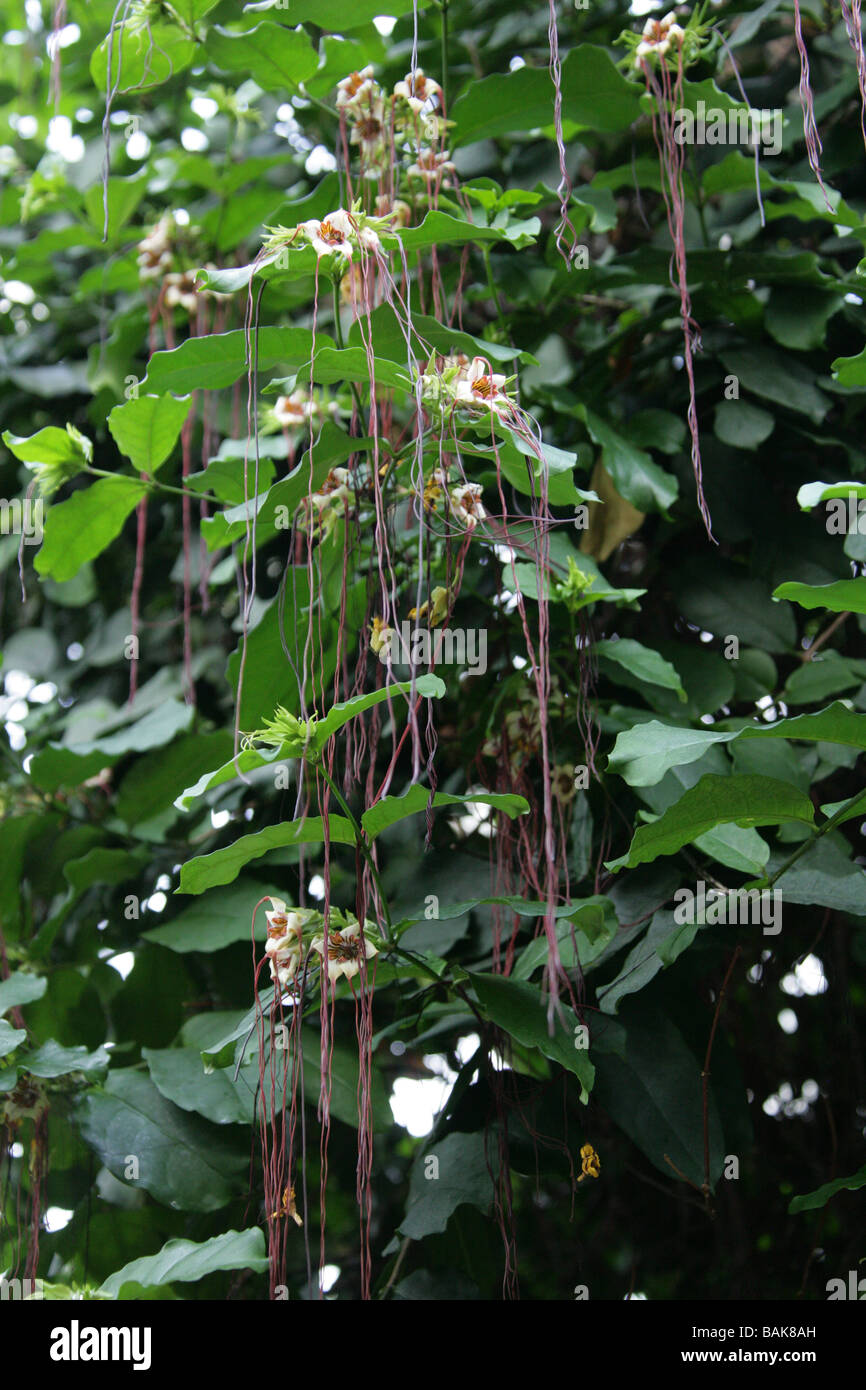 Corkscrew plant hi-res stock photography and images - Alamy