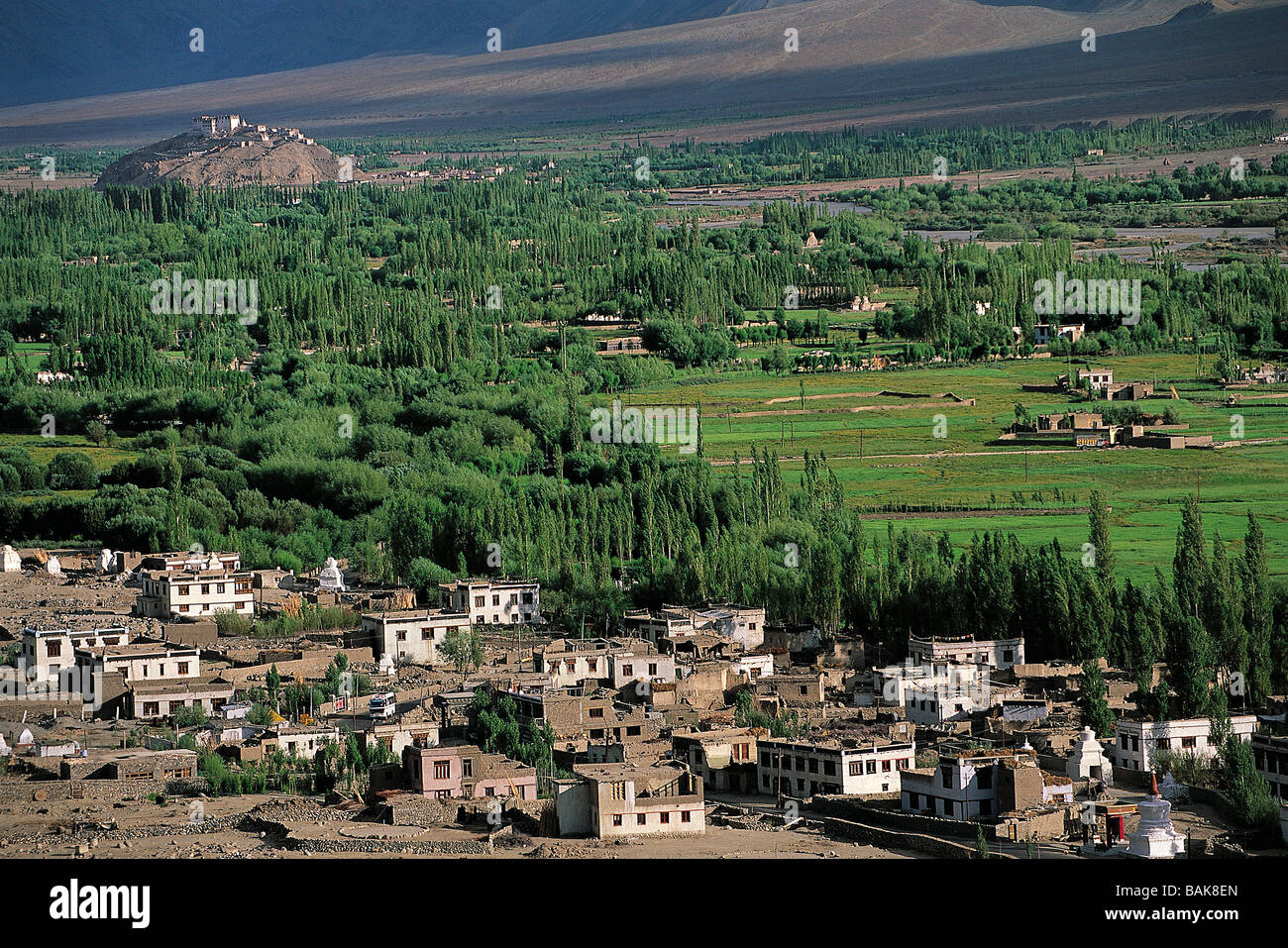 India, Jammu and Kashmir, Ladakh Himalaya, Indus valley, Tikse Stock ...