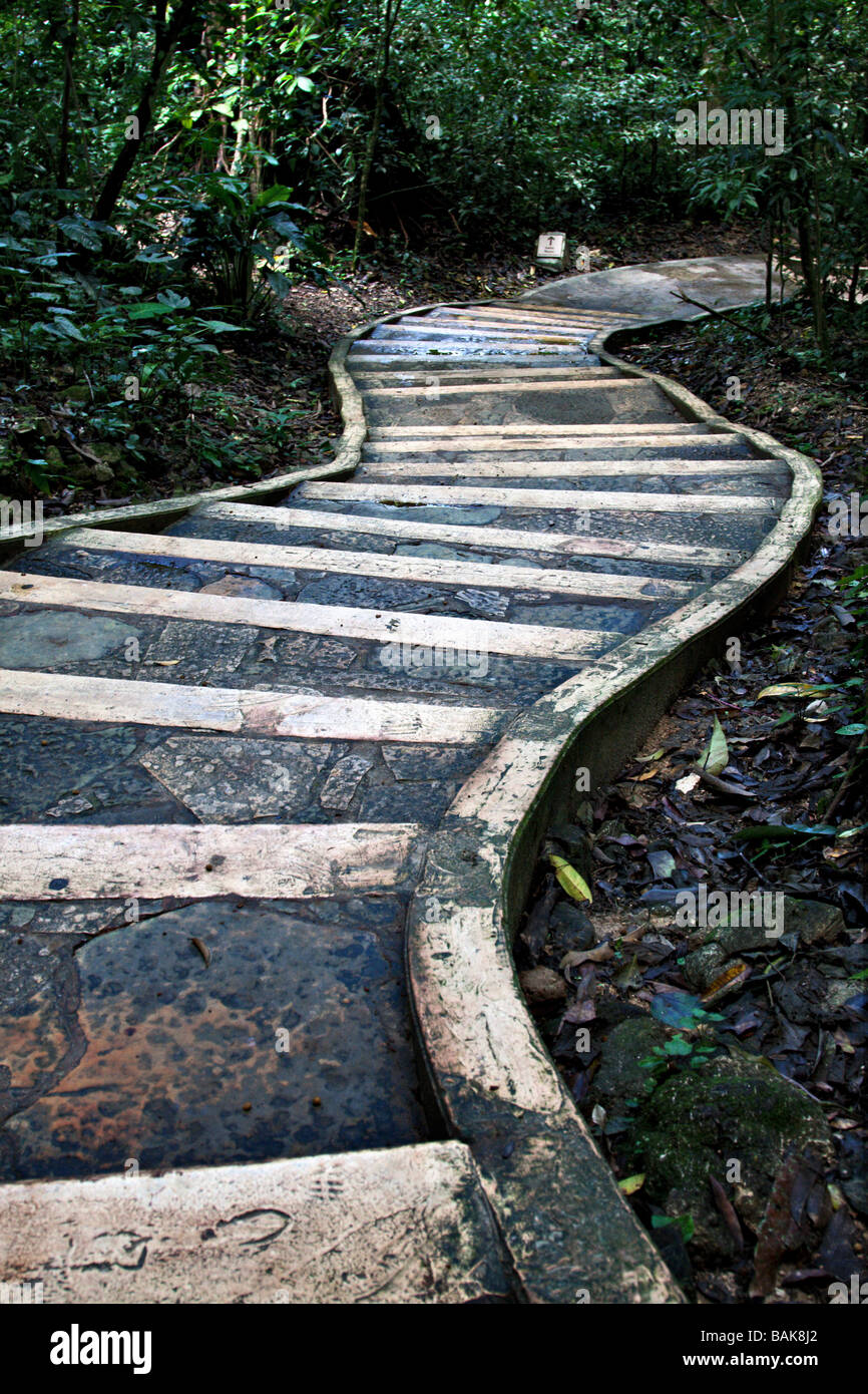 Path with stairs in jungle forest. Palenke, Mexico Stock Photo - Alamy