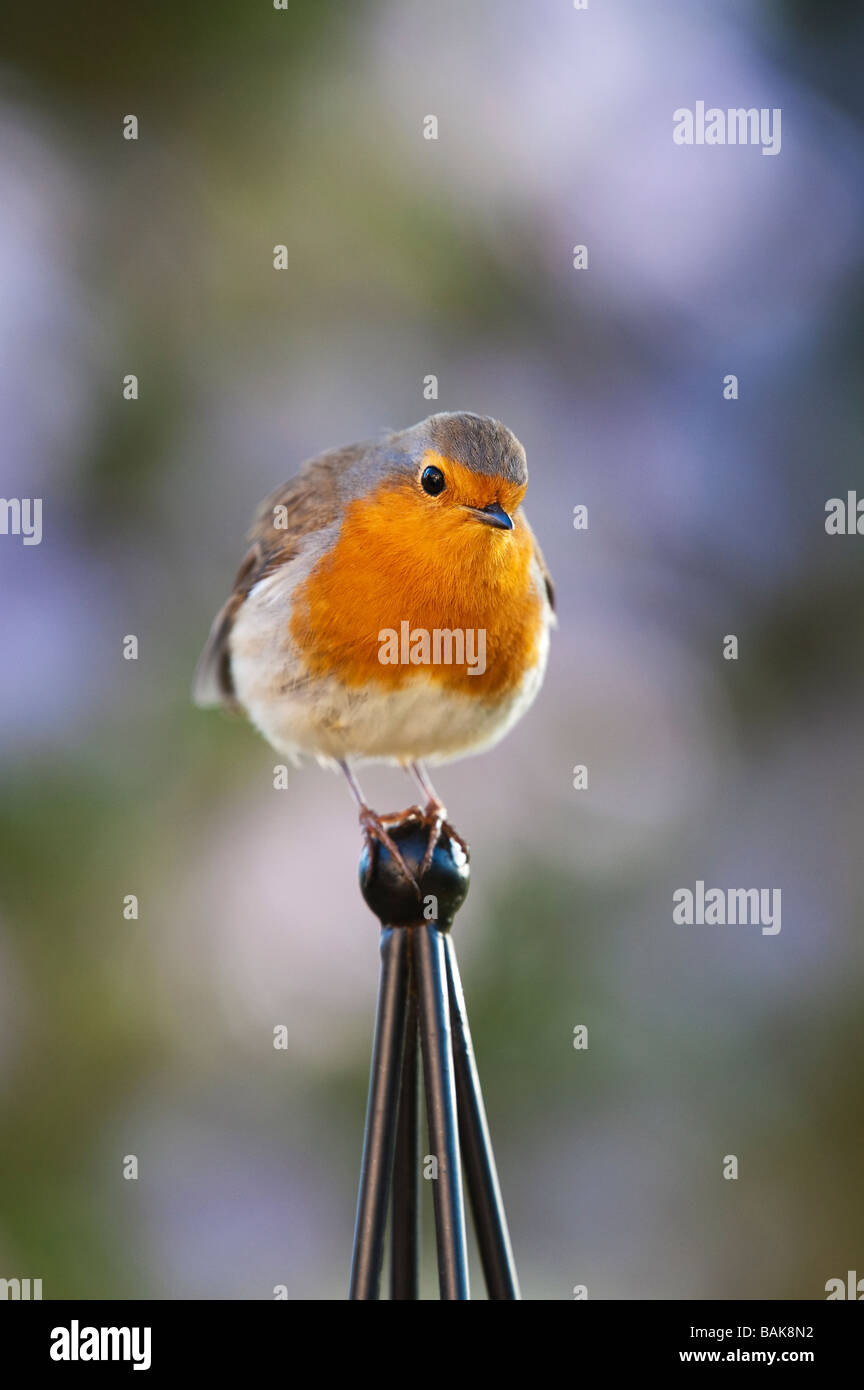 Garden redbreast hi-res stock photography and images - Alamy