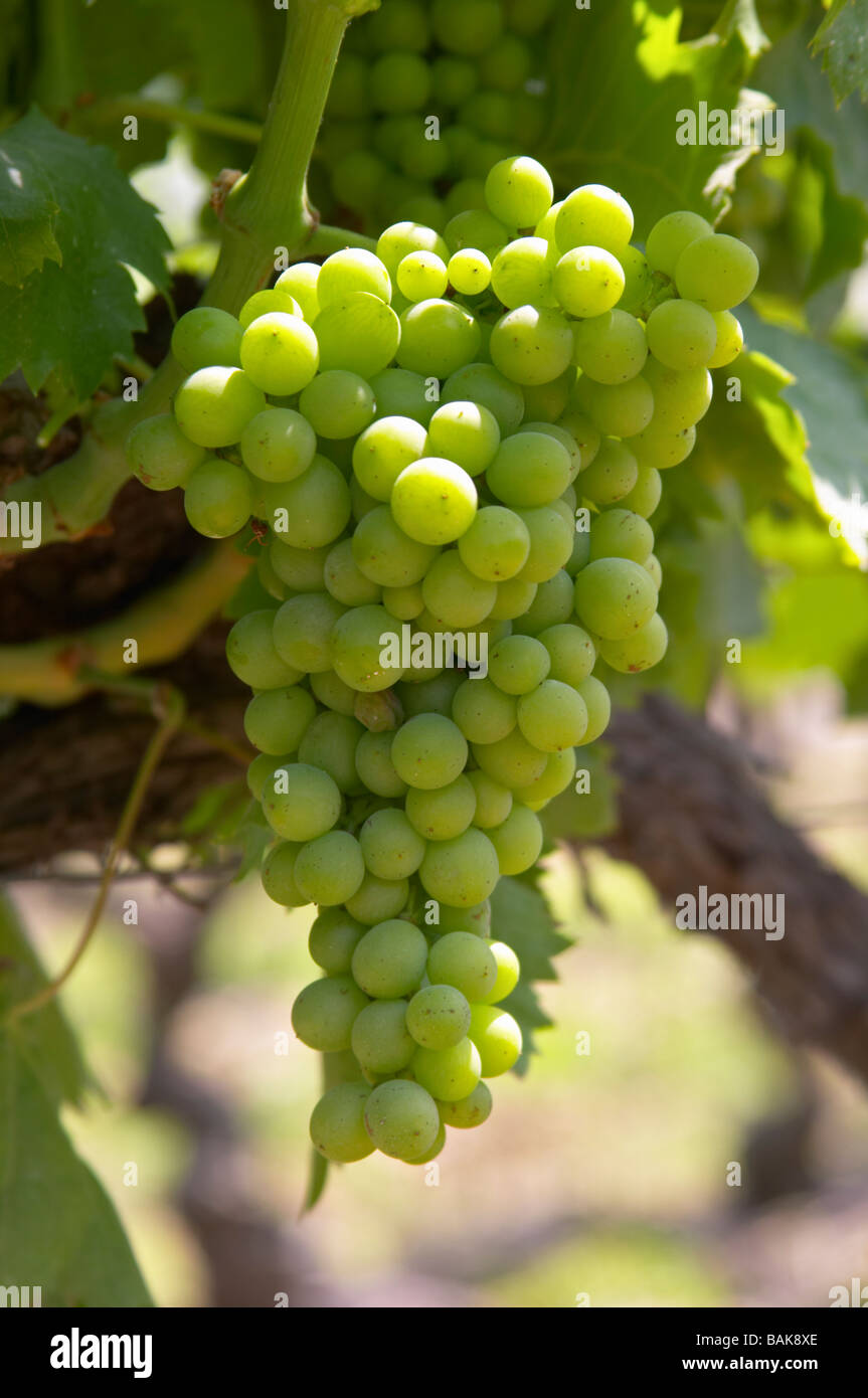 carignan chateau de nages rhone france Stock Photo - Alamy