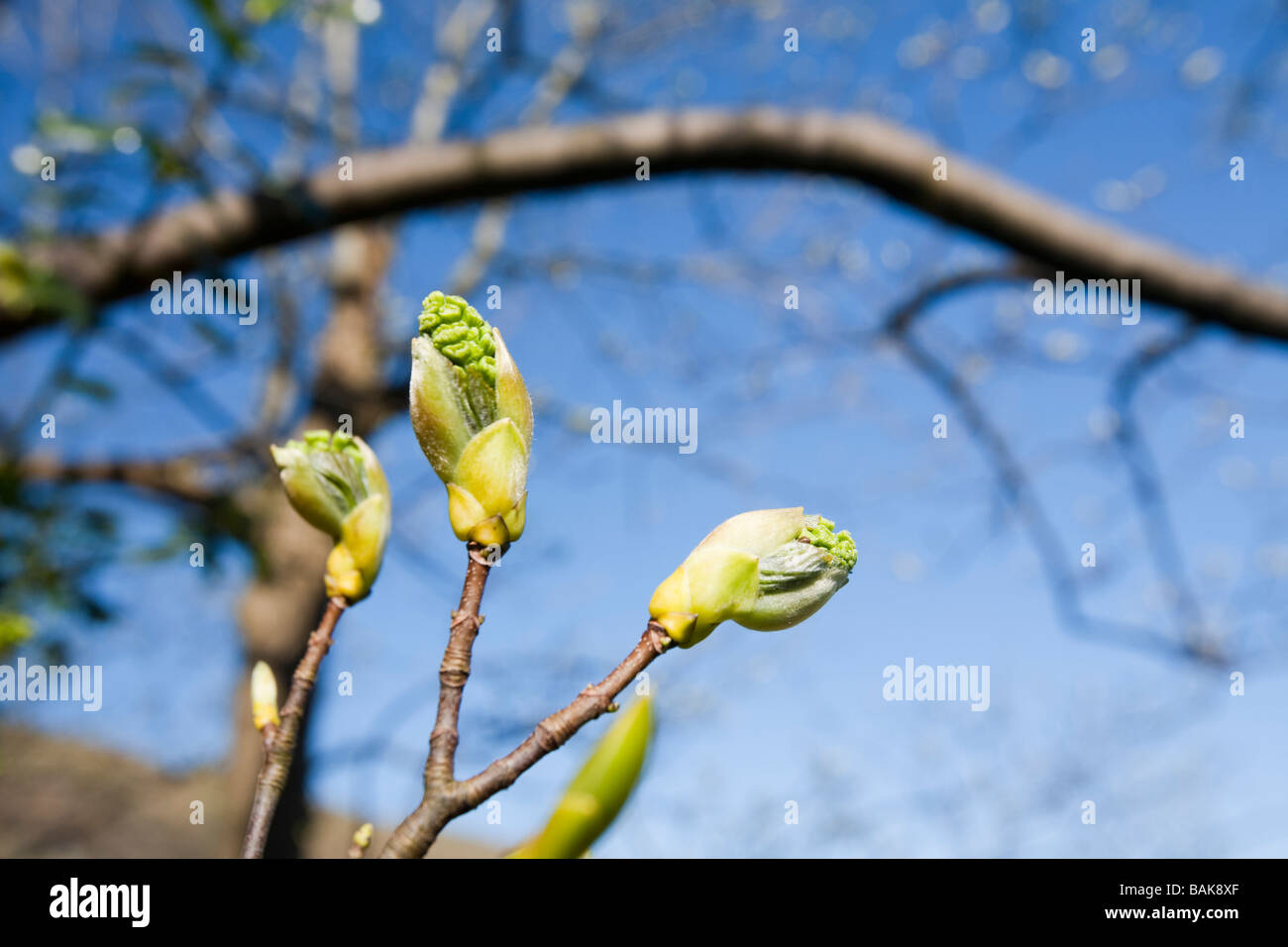 A Sycamore tree coming into leaf in spring Stock Photo - Alamy