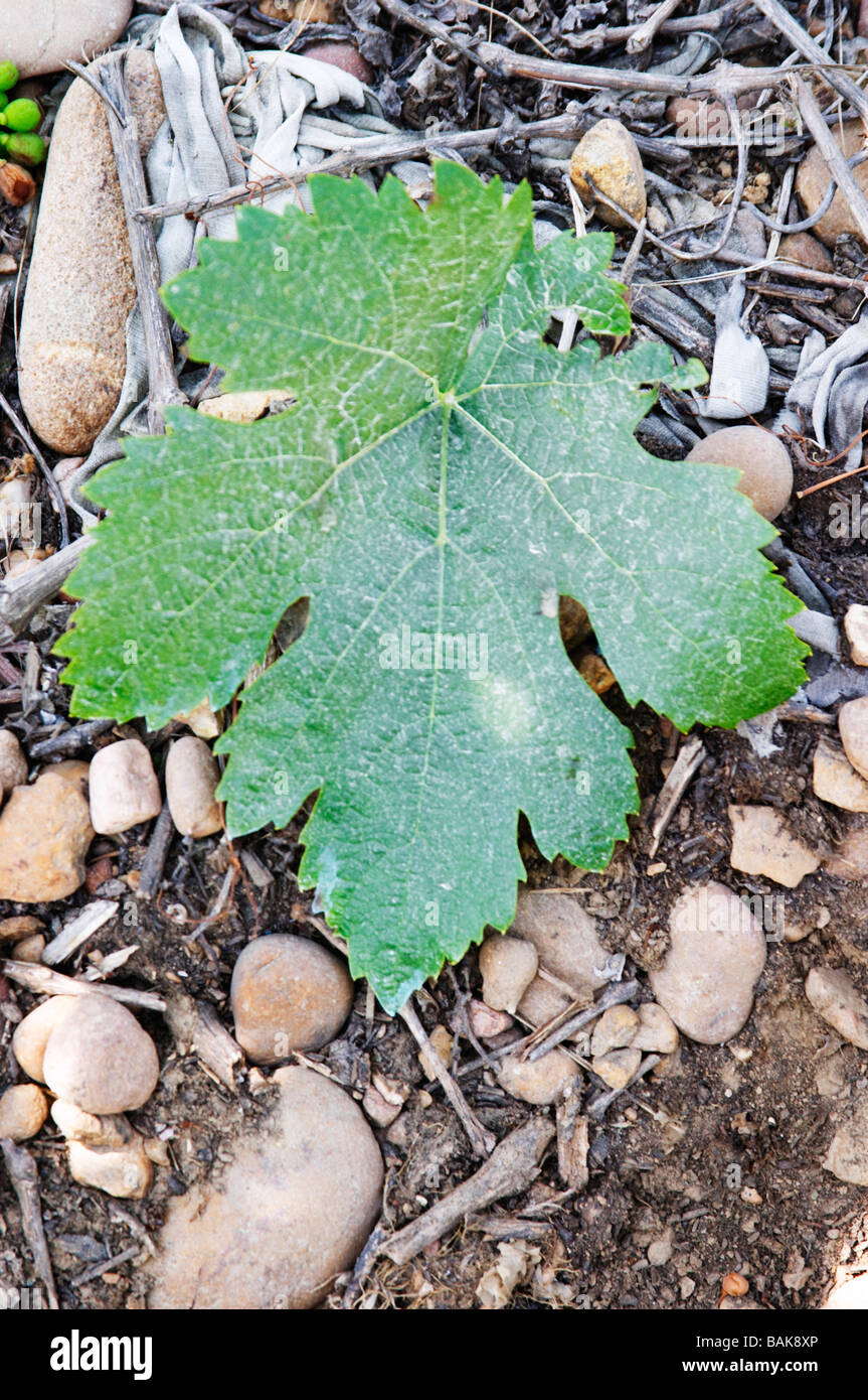 carignan chateau de nages rhone france Stock Photo - Alamy