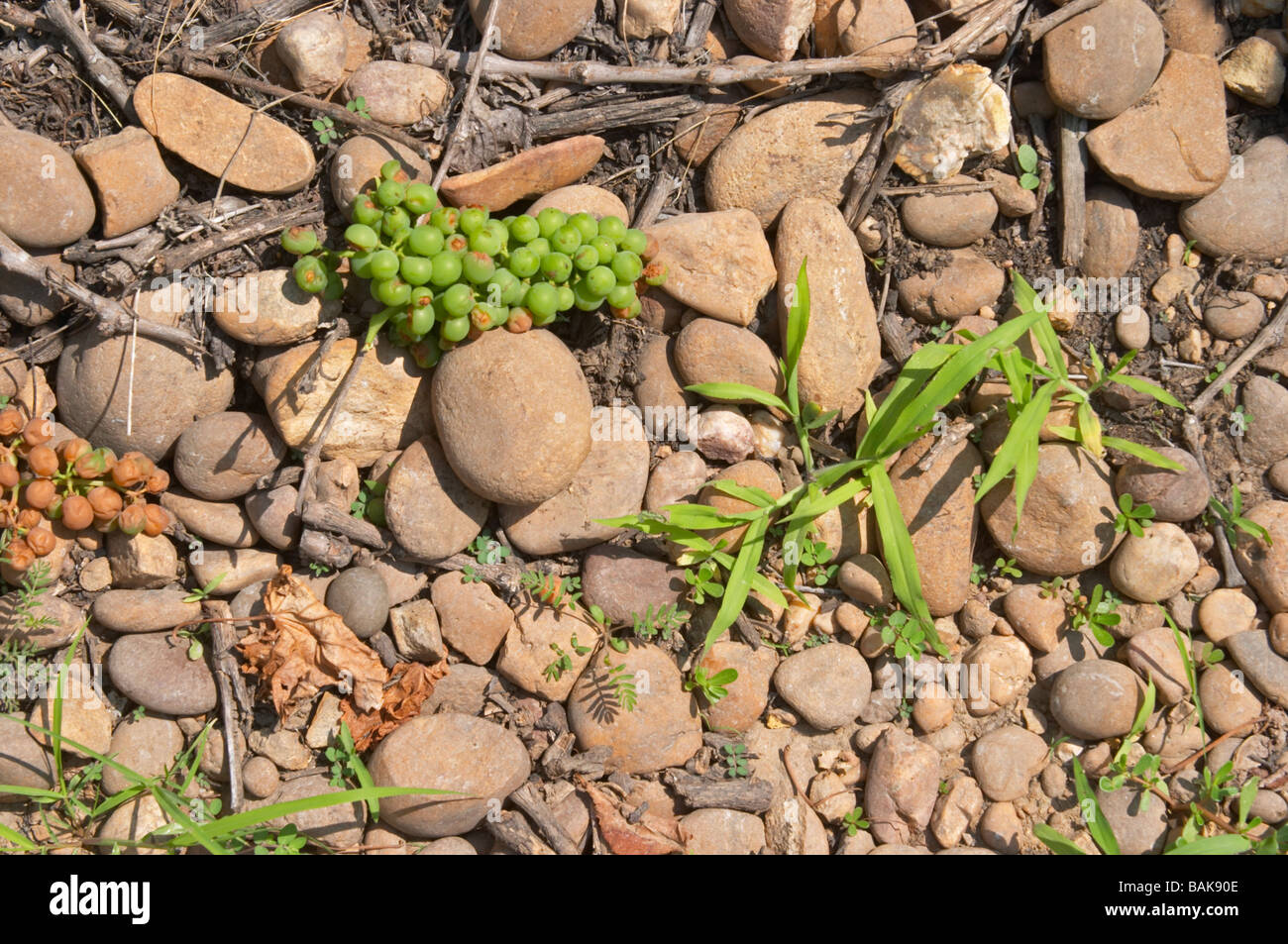 Vine Grape Bunch Ground High Resolution Stock Photography and Images ...