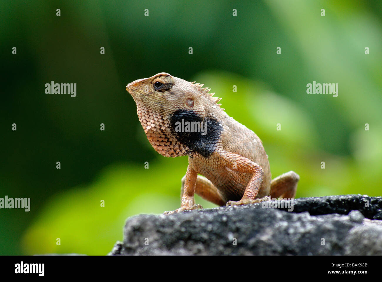 Animals lizard hi-res stock photography and images - Alamy