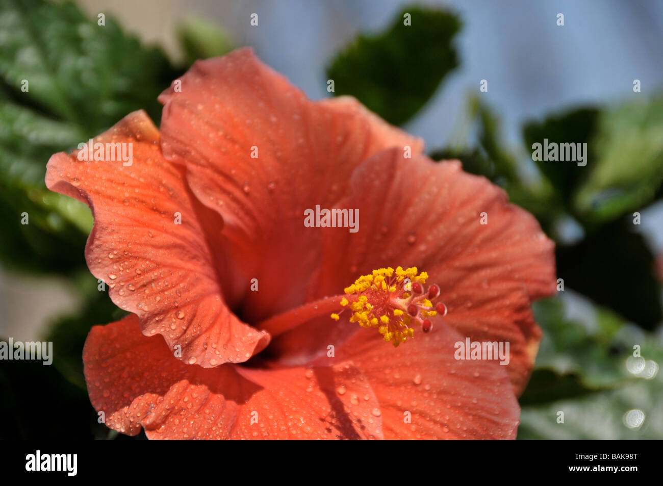 Tropical red hibiscus bud hi-res stock photography and images - Alamy