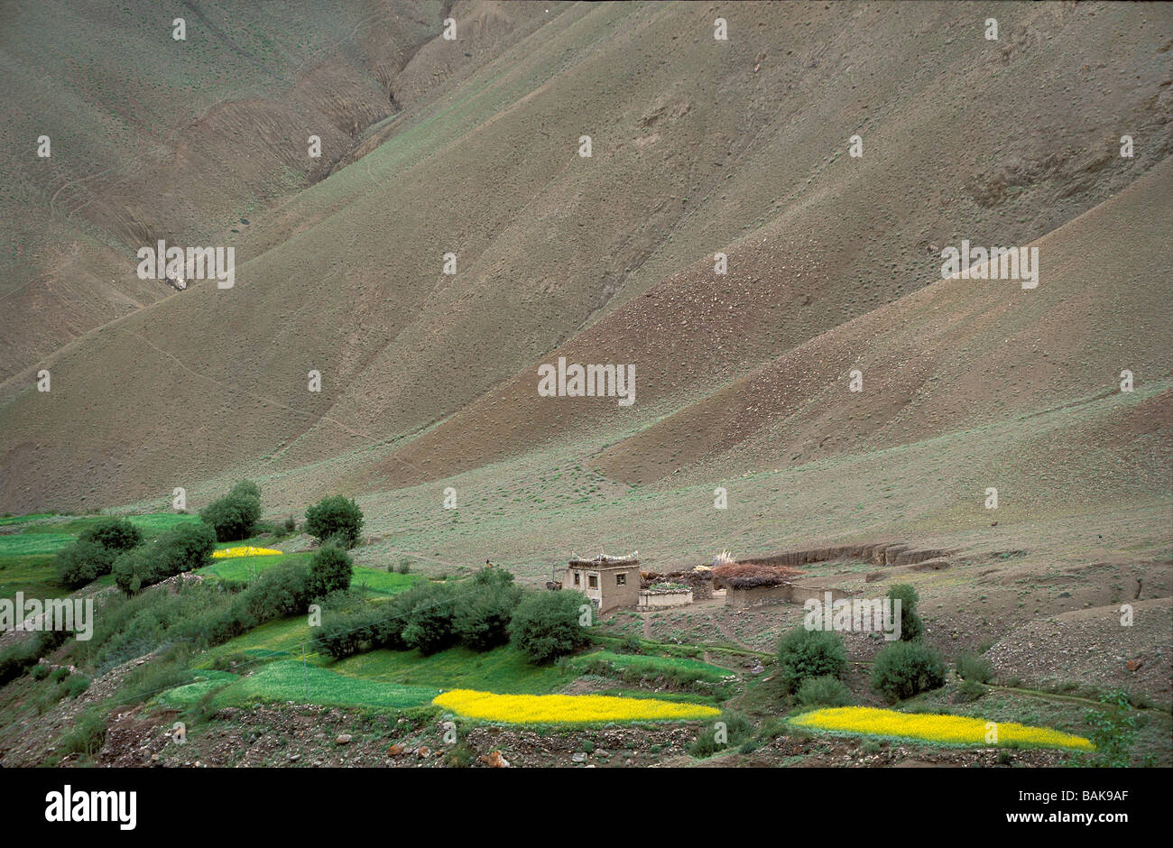 India, Jammu and Kashmir, Ladakh, Chokdo hamlet Stock Photo - Alamy