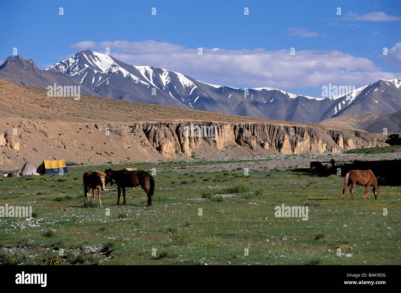 India, Jammu and Kashmir, Ladakh, Changtang Plateau, Dat valley Stock ...