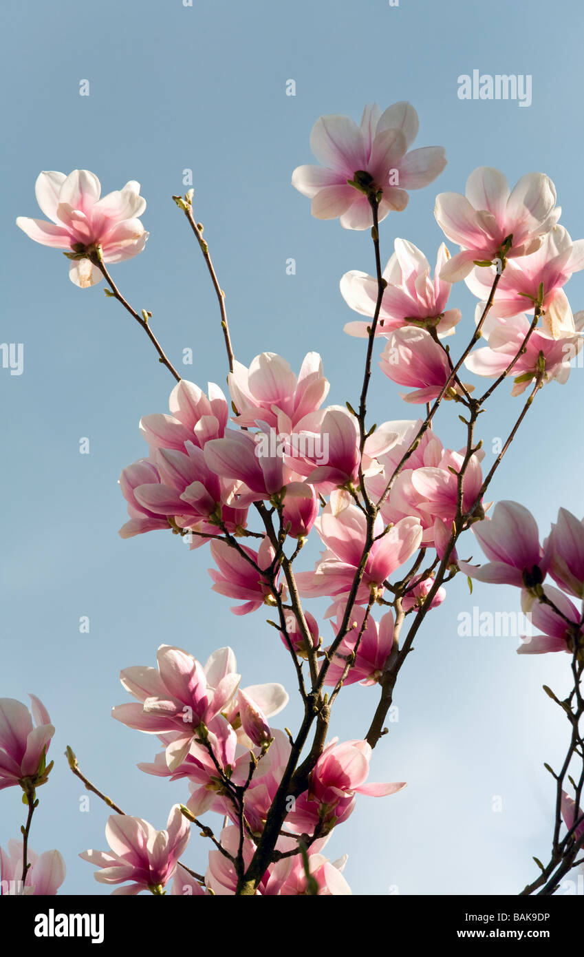 Blossoming twig of magnolia-tree on cloudy sky background Stock Photo ...