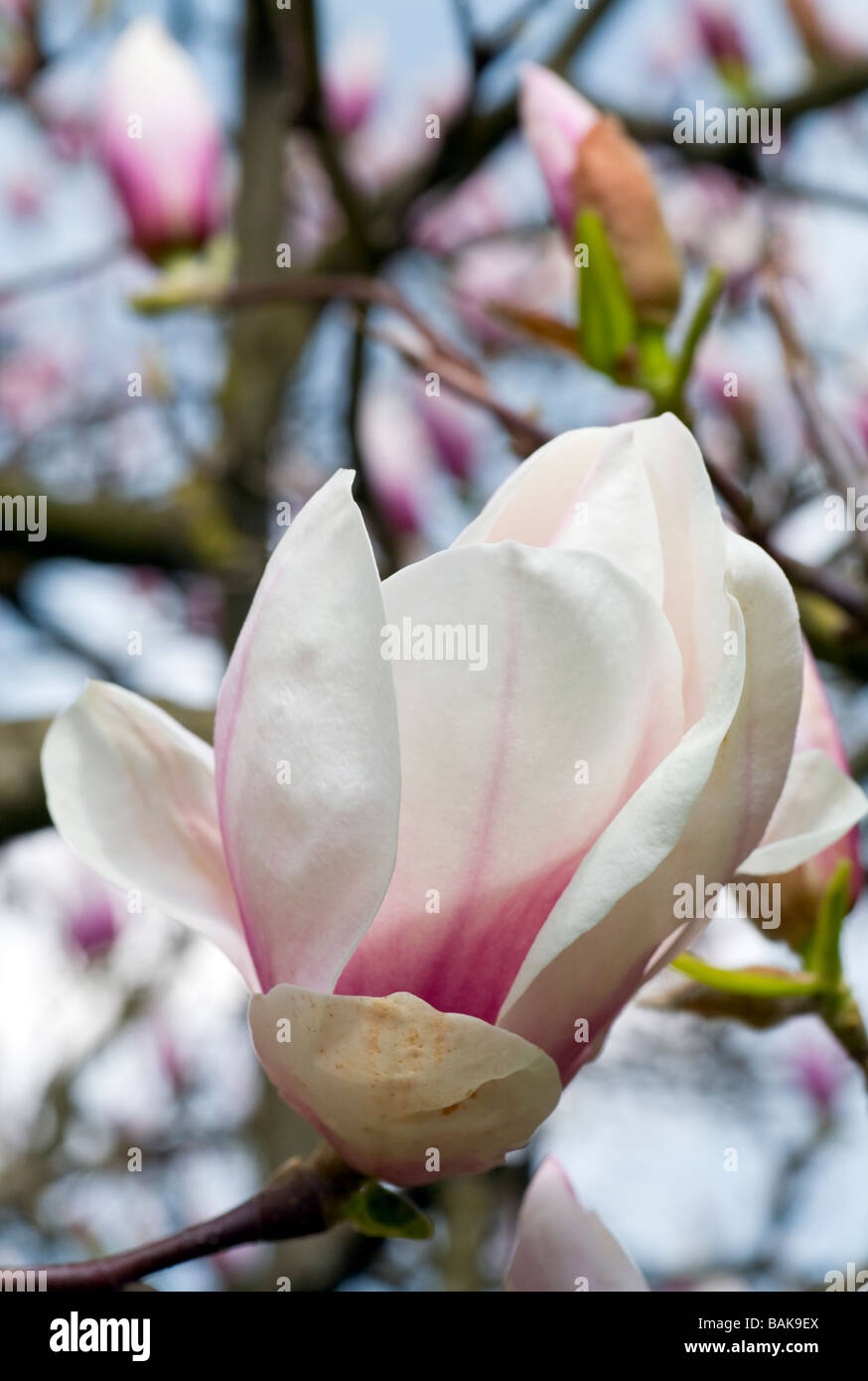 Big flower of magnolia-tree (on blossom tree background Stock Photo - Alamy