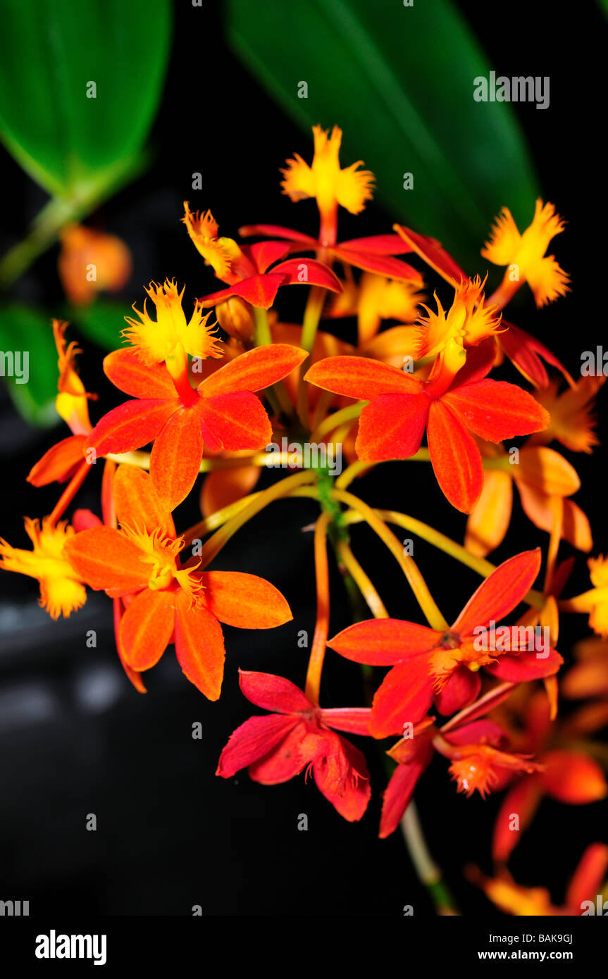 Orchid flowers. Orange and red Epidendrum cluster Stock Photo - Alamy